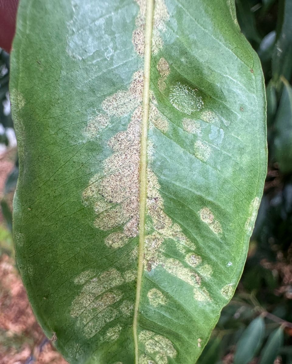 How to treat a sick weeping lilly pilly? | Bunnings Workshop community