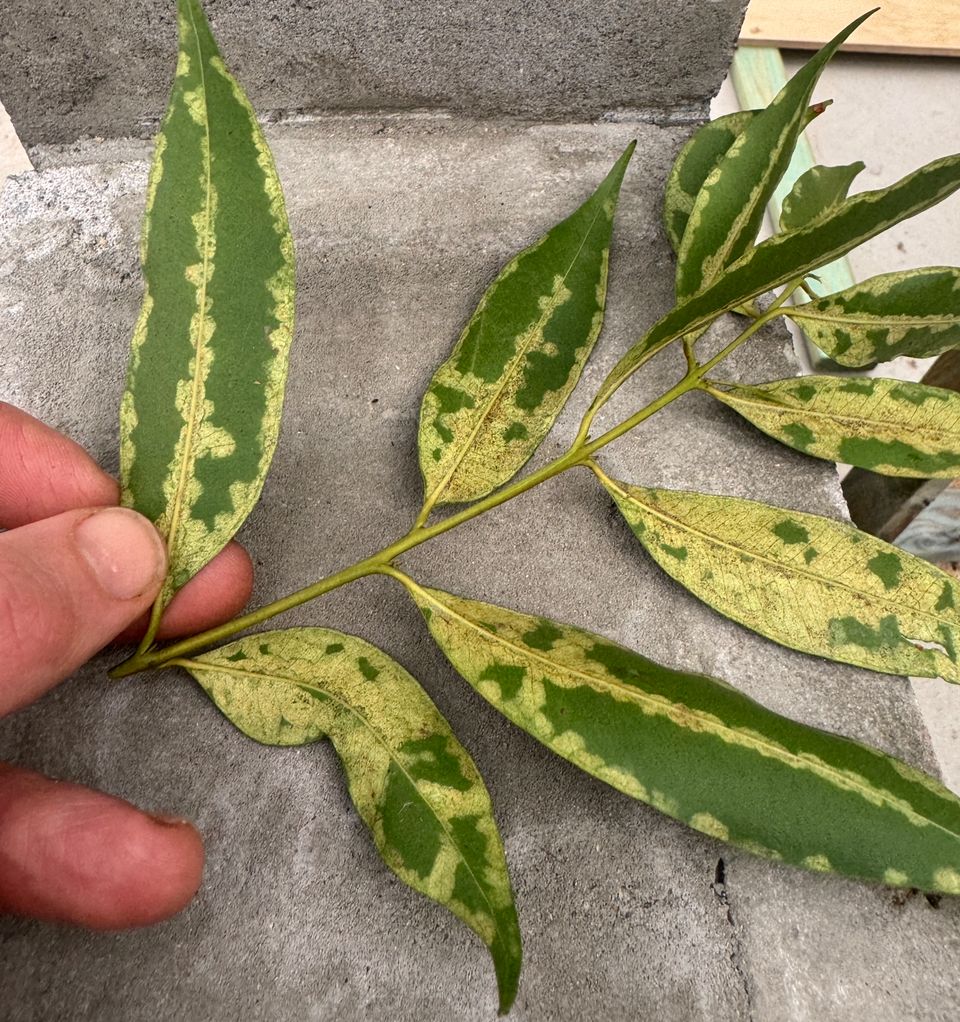 How to treat a sick weeping lilly pilly? | Bunnings Workshop community