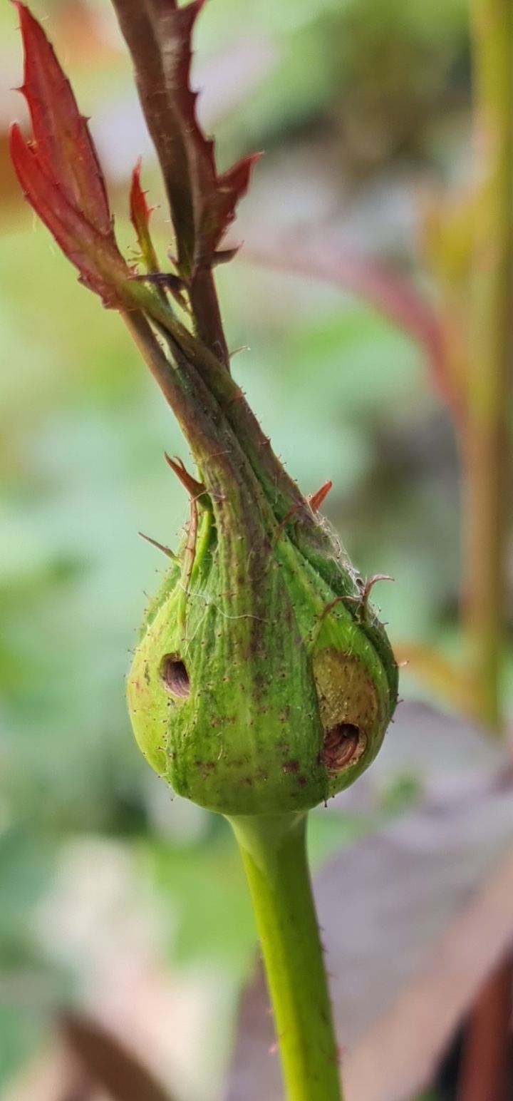 Treatment for common rose pests & diseas... | Bunnings Workshop community