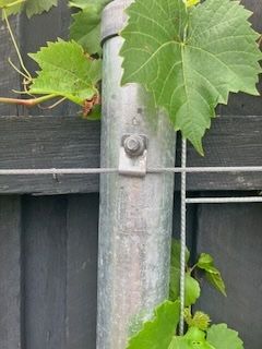 Grape vine supported between fence posts | Bunnings Workshop community
