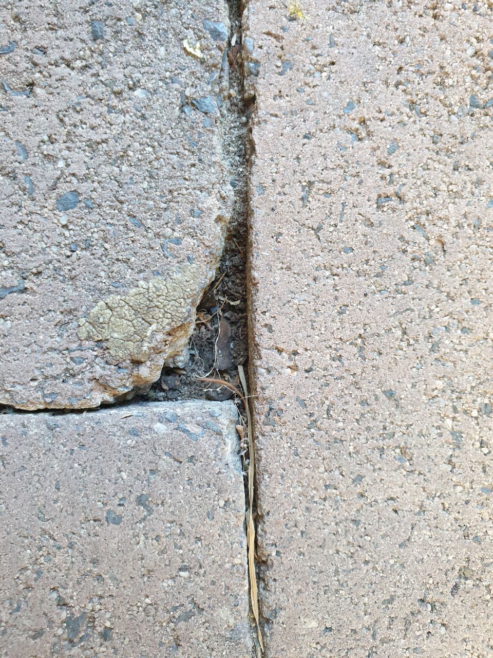 How to fill gaps between paver bricks to... | Bunnings Workshop community