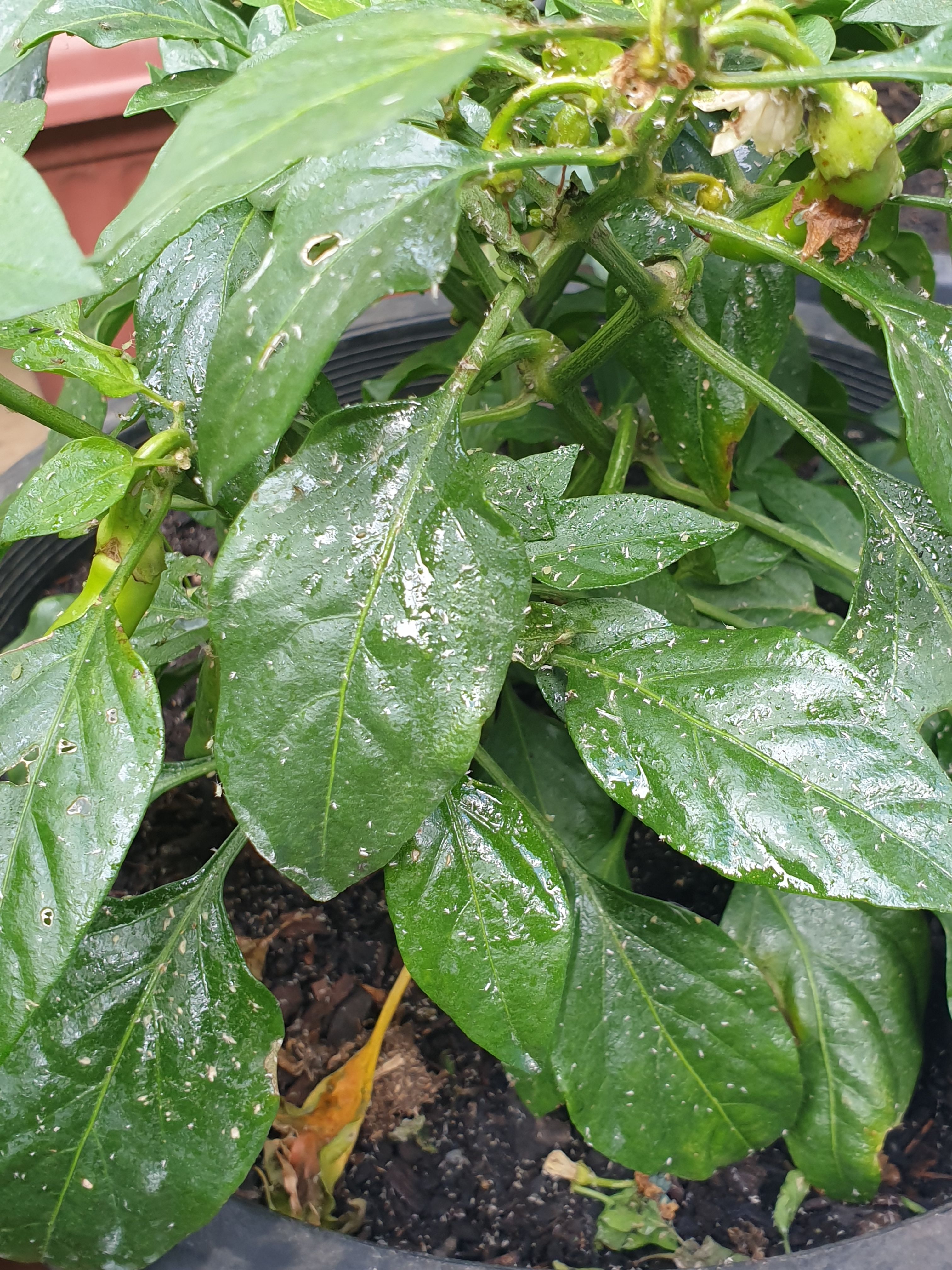 Solved: Why are my chilli leaves moist? | Bunnings Workshop community