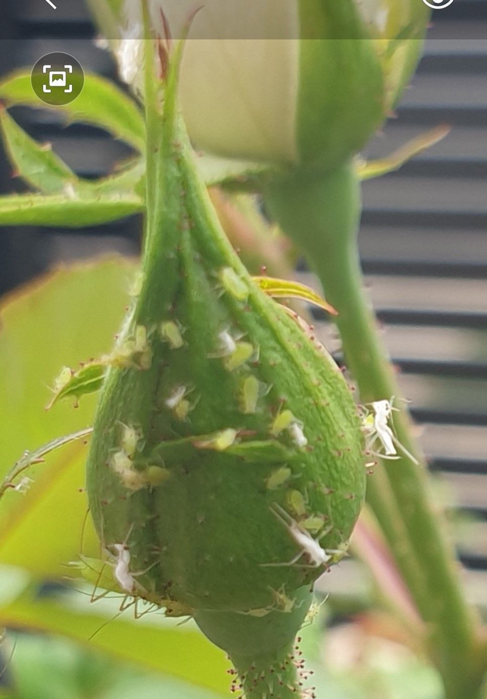 What are these white bugs on rose buds? | Bunnings Workshop community