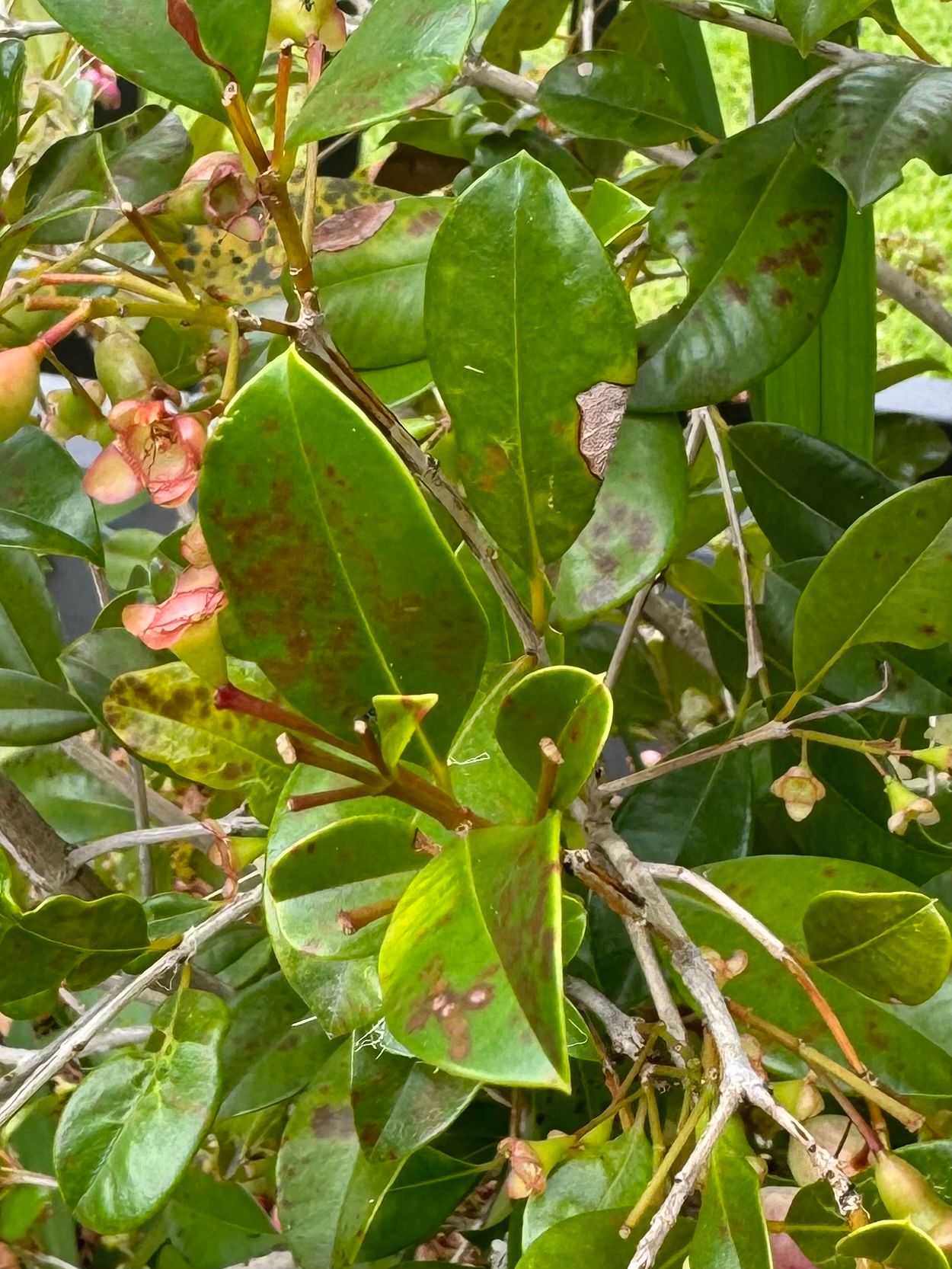 How to care for sick lilly pilly? | Bunnings Workshop community