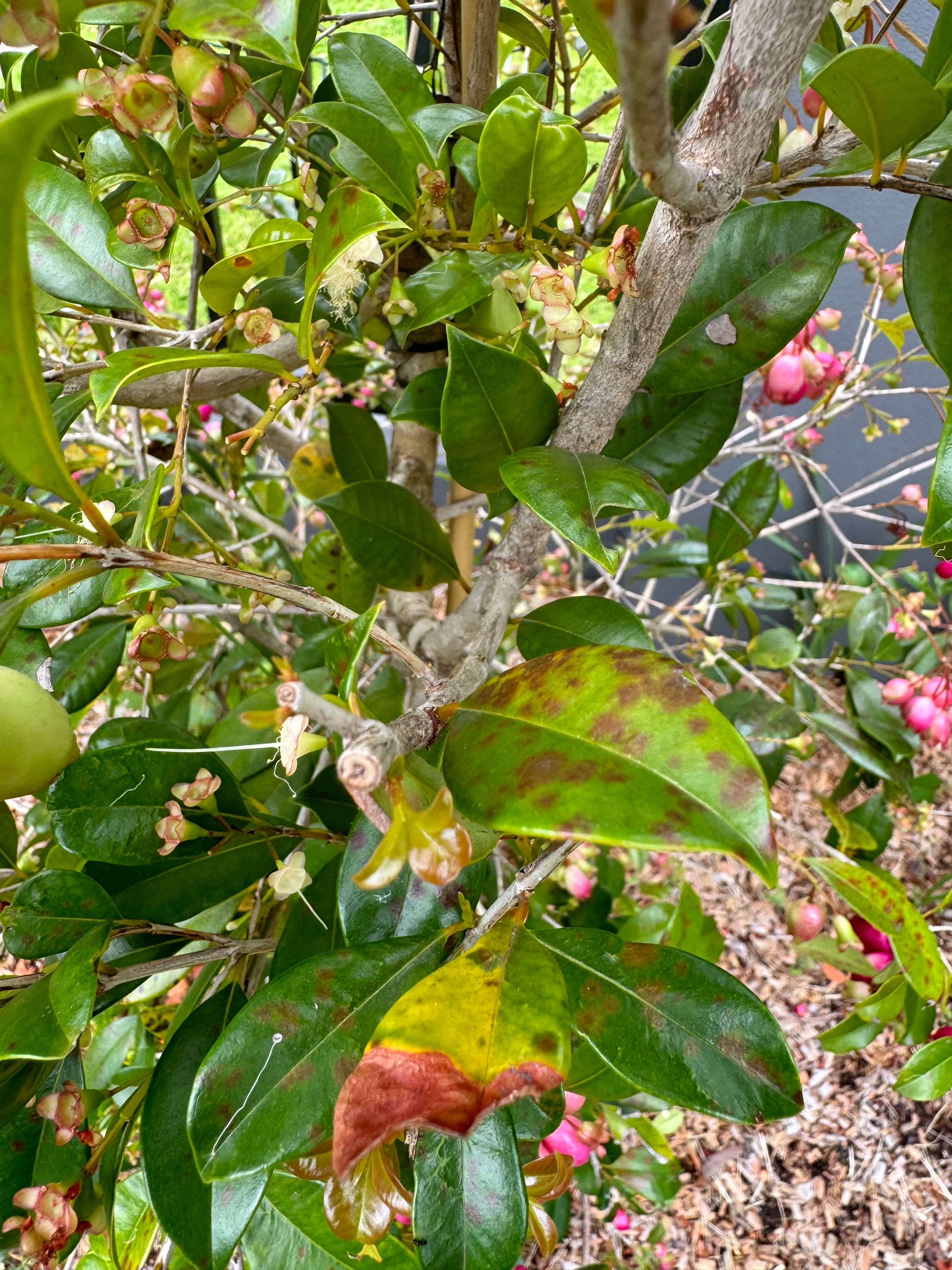 How to care for sick lilly pilly? | Bunnings Workshop community