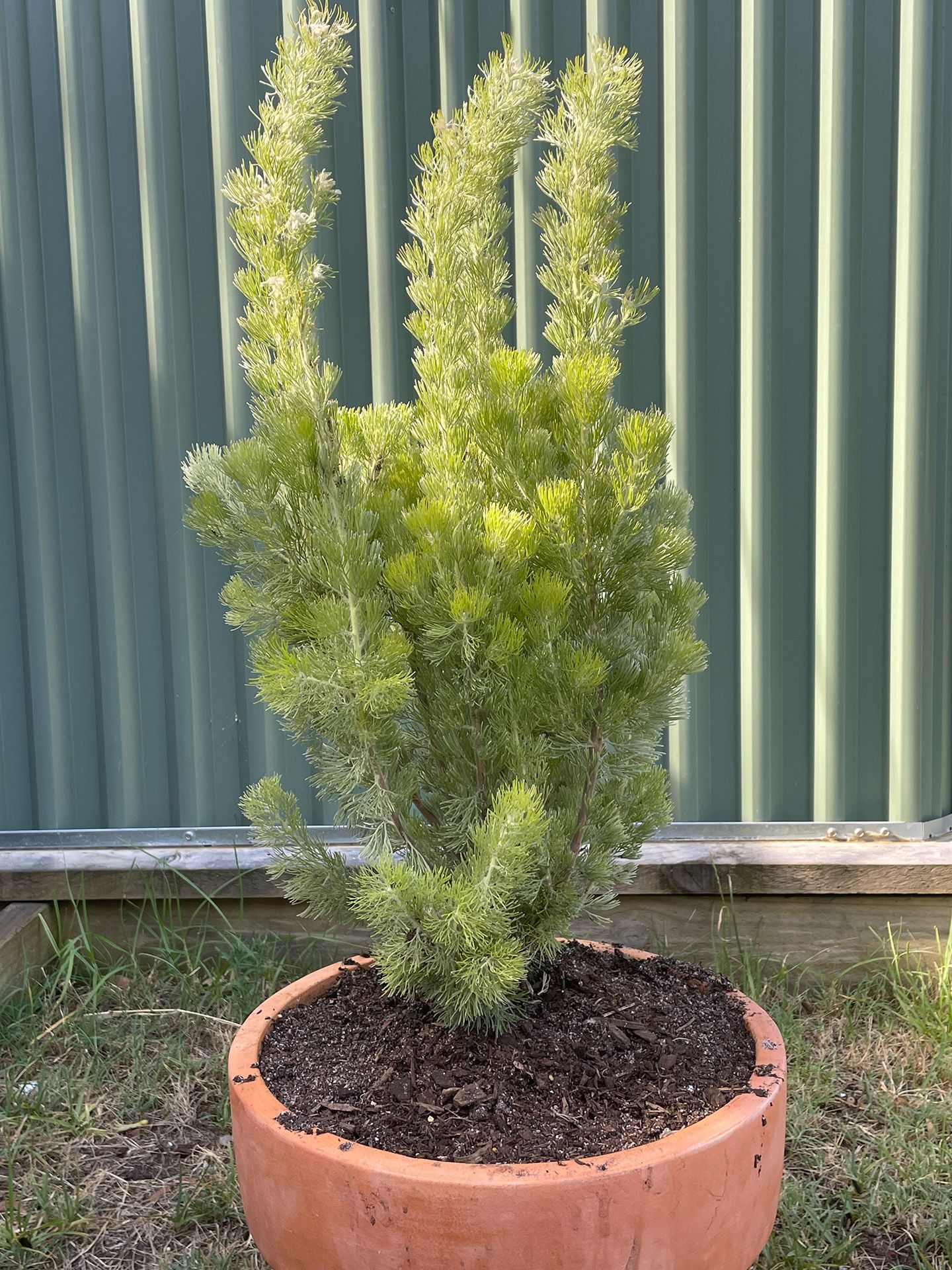 Why is my Woolly Bush turning white? | Bunnings Workshop community