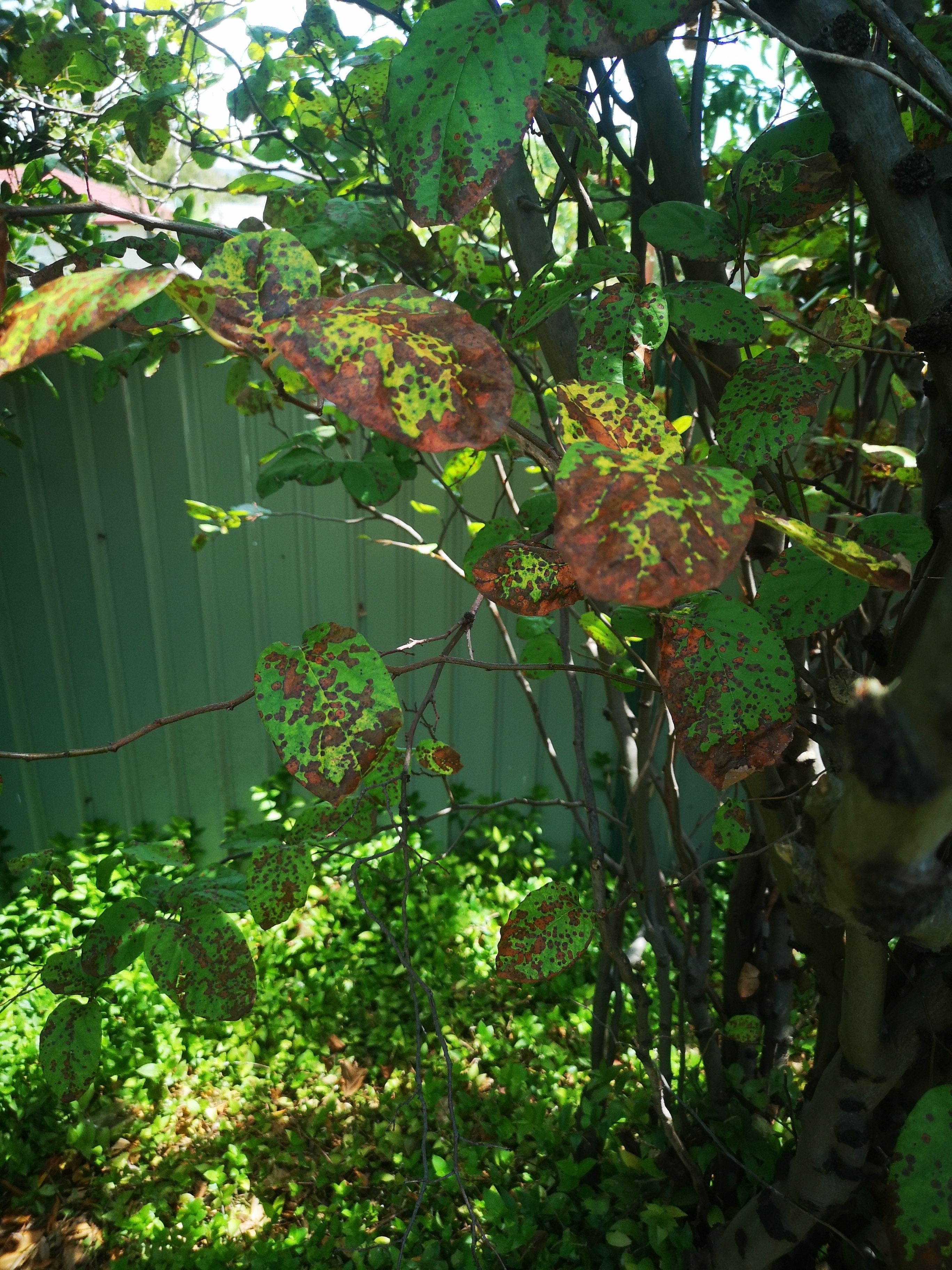 How to treat brown spots on tree leaves? | Bunnings Workshop community