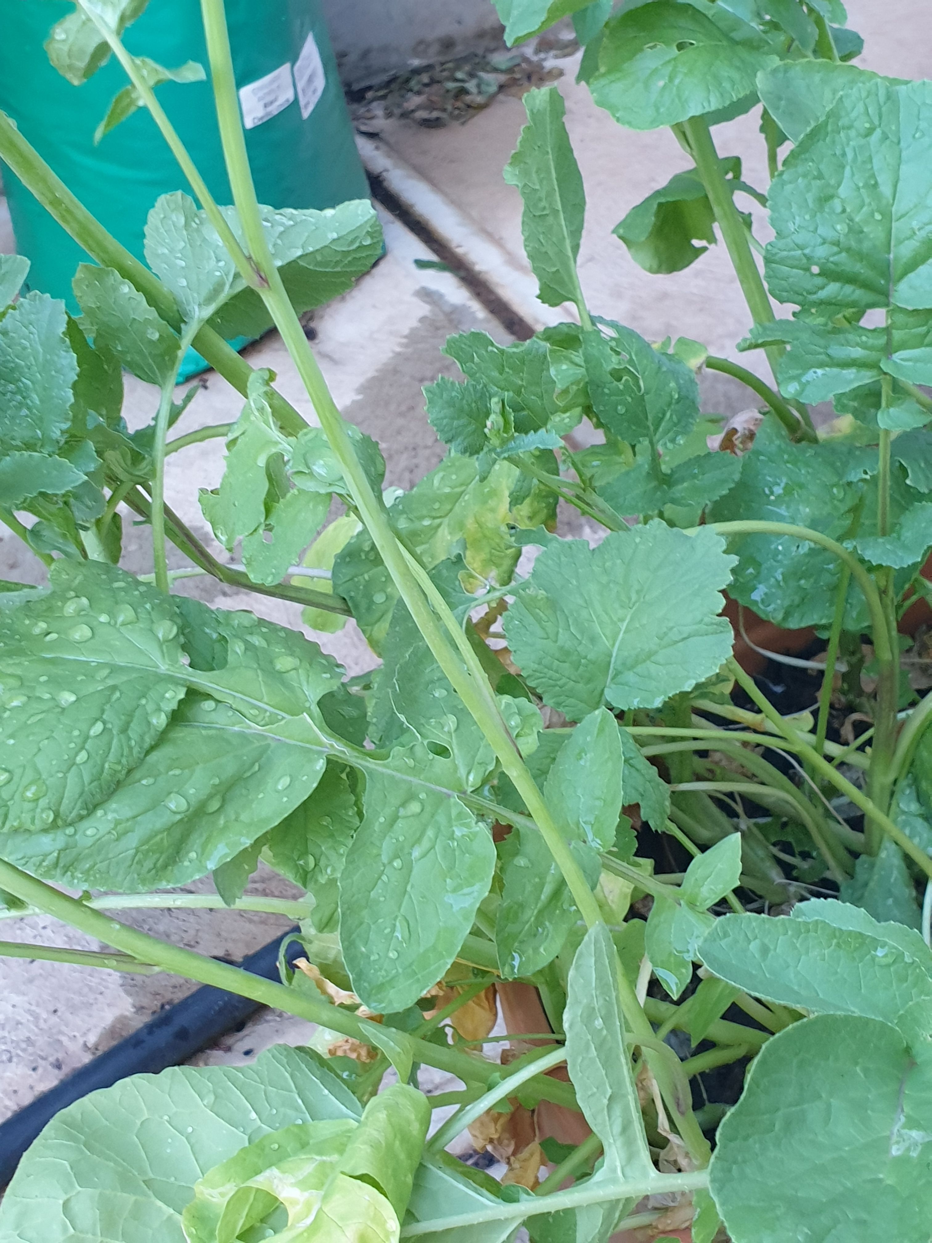 How to encourage radish roots to develop... | Bunnings Workshop community