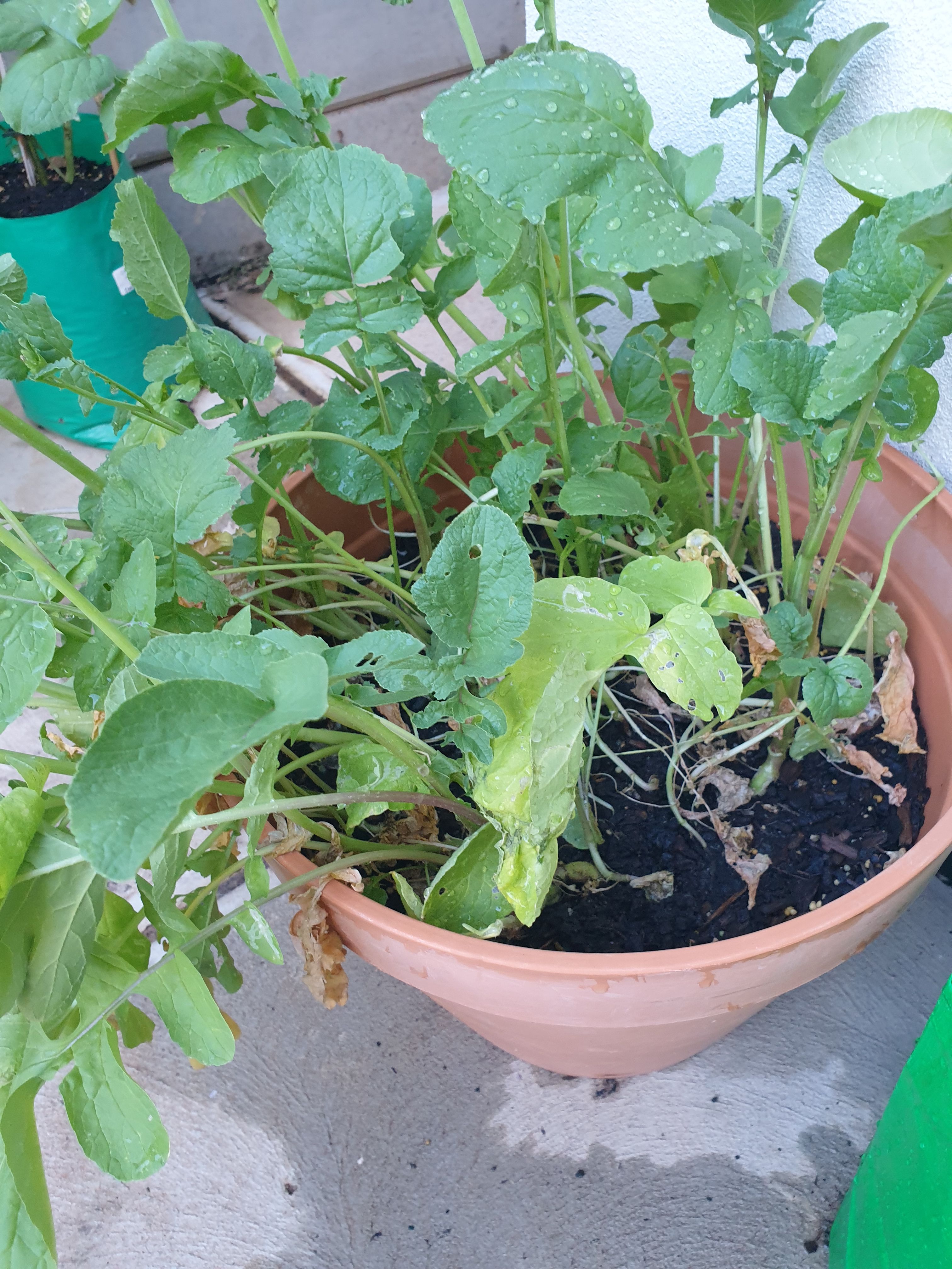 How to encourage radish roots to develop... | Bunnings Workshop community