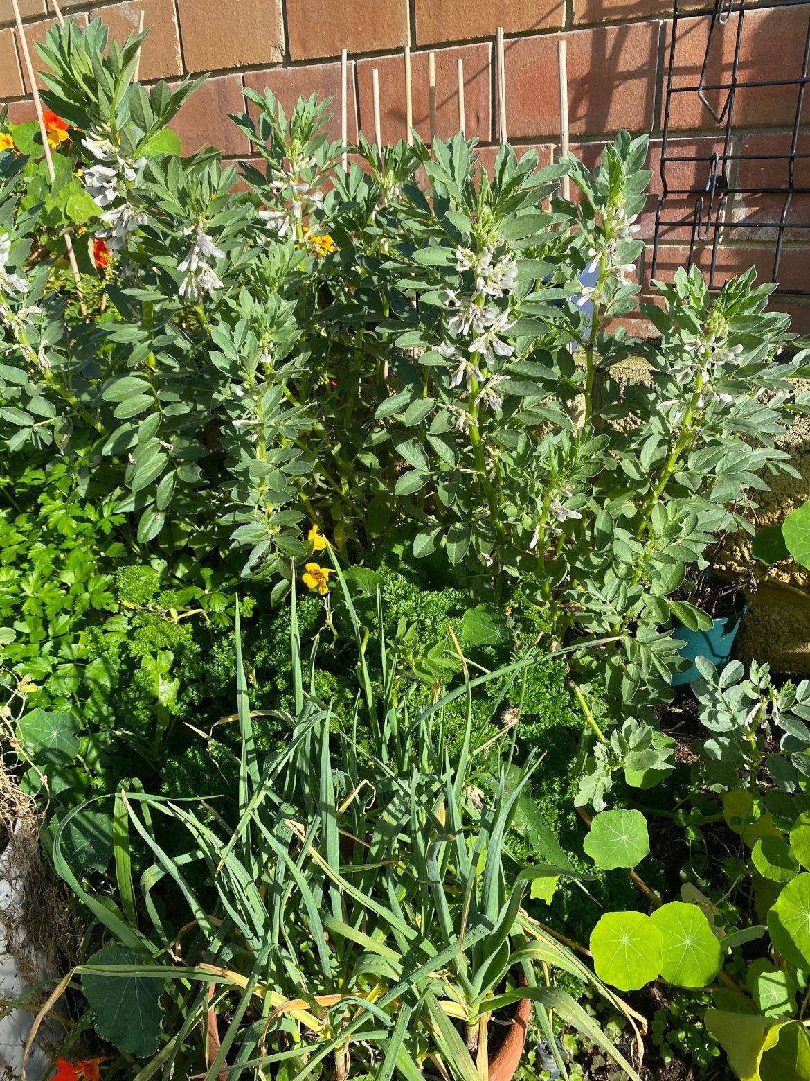Sandy soil transformed into fertile vege... | Bunnings Workshop community