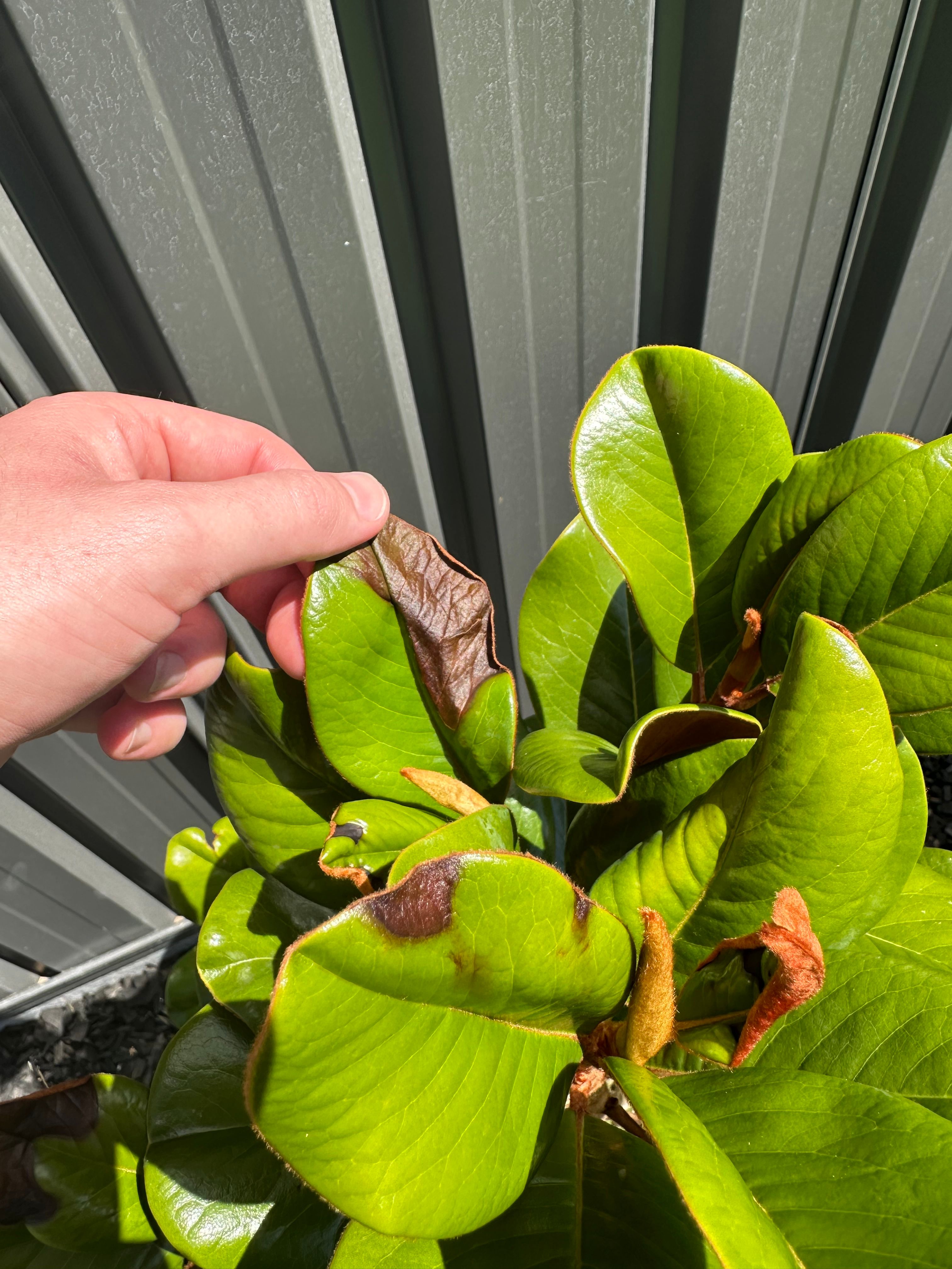 What is causing black marks on Teddy Bea... | Bunnings Workshop community