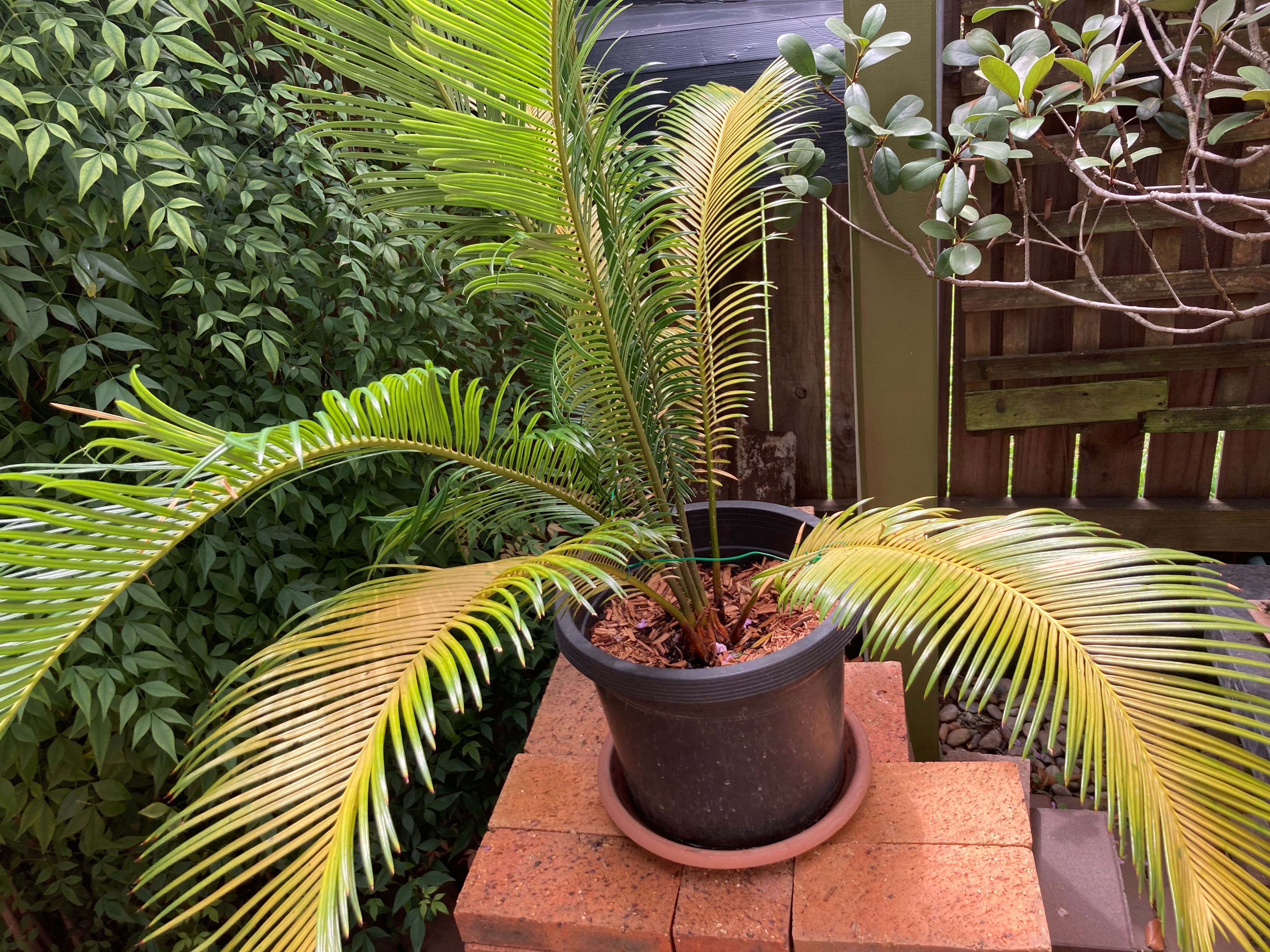 How to revive a sick cycad with fronds d... - Page 2 | Bunnings ...