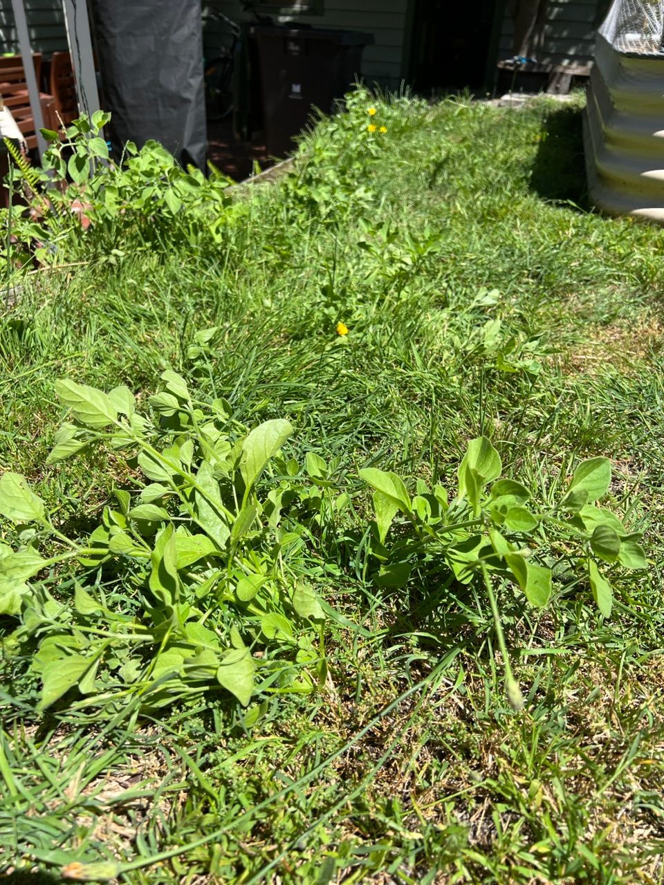 How to get rid of this weed creeper? | Bunnings Workshop community