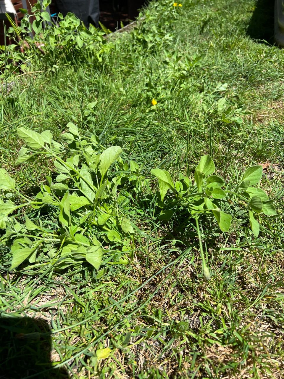 How to get rid of this weed creeper? | Bunnings Workshop community