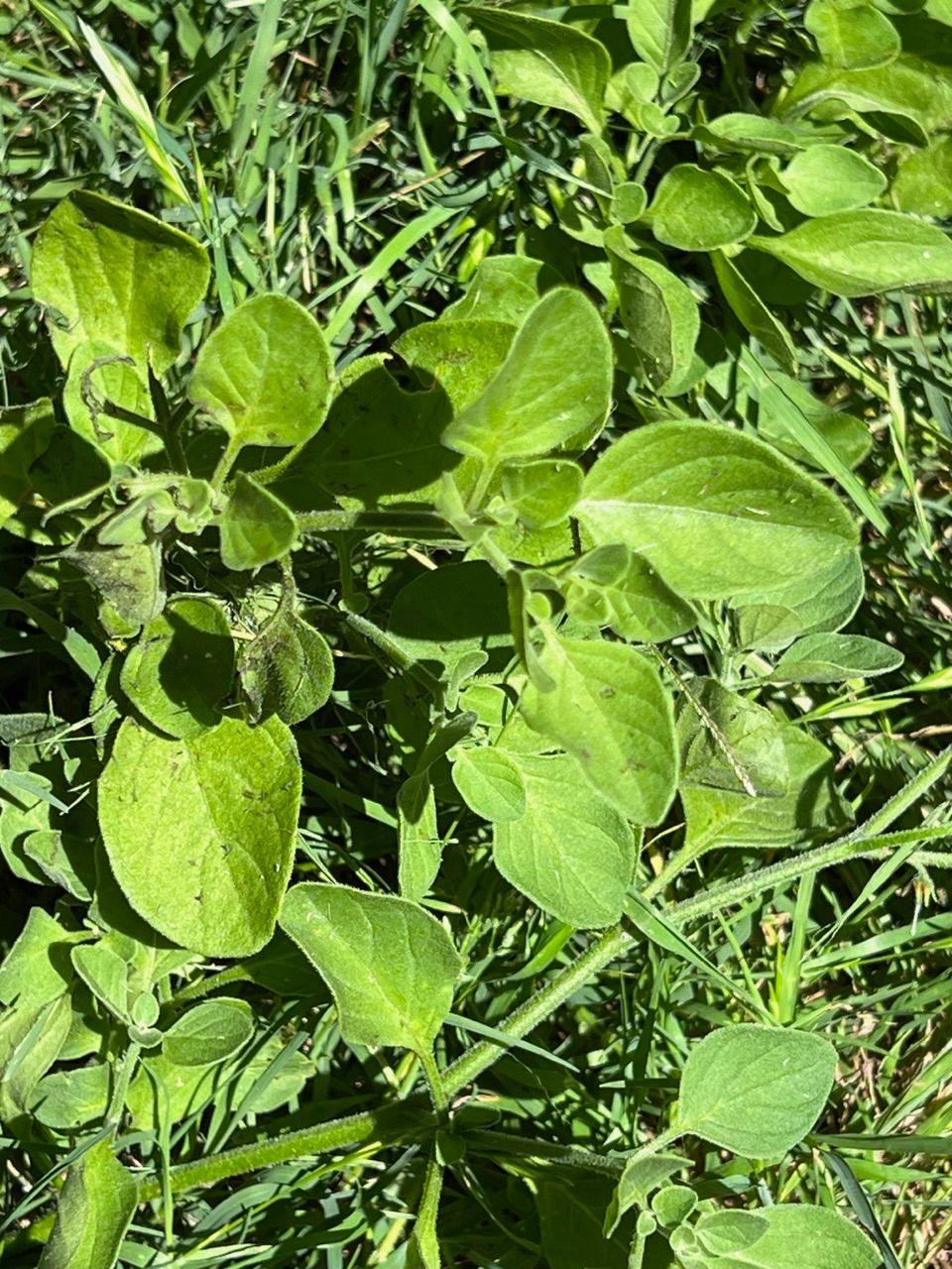 How to get rid of this weed creeper? | Bunnings Workshop community