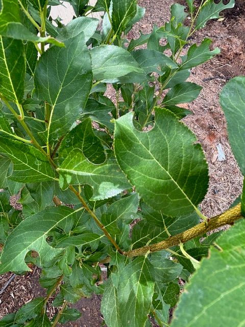 How to prevent fruit tree leaves from be... | Bunnings Workshop community