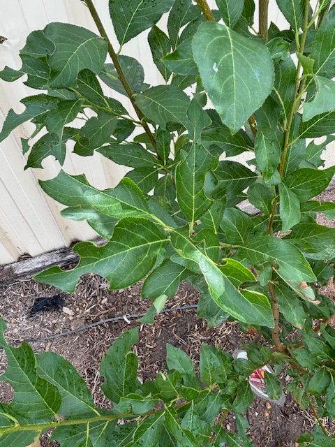 How to prevent fruit tree leaves from be... | Bunnings Workshop community