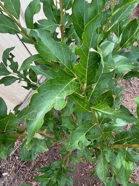 How to prevent fruit tree leaves from be... | Bunnings Workshop community