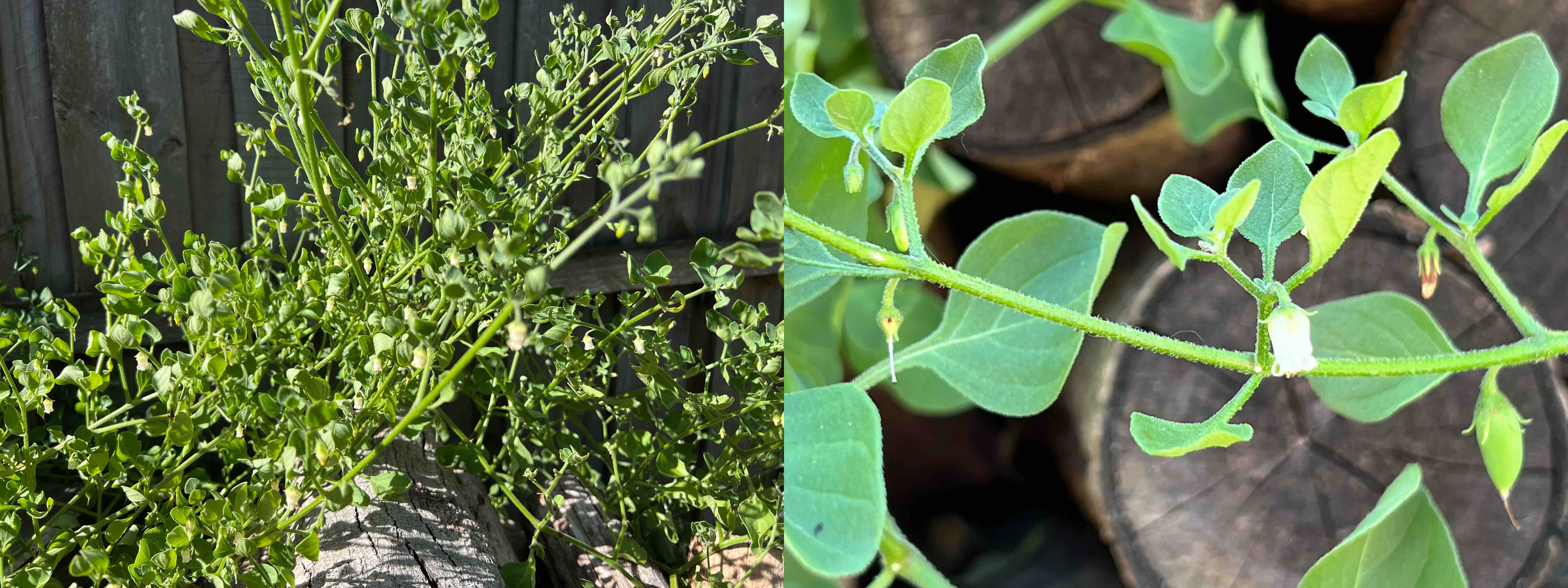 How to get rid of this weed creeper? | Bunnings Workshop community