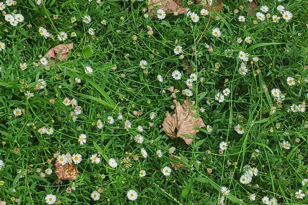 How to remove overgrown weed? | Bunnings Workshop community