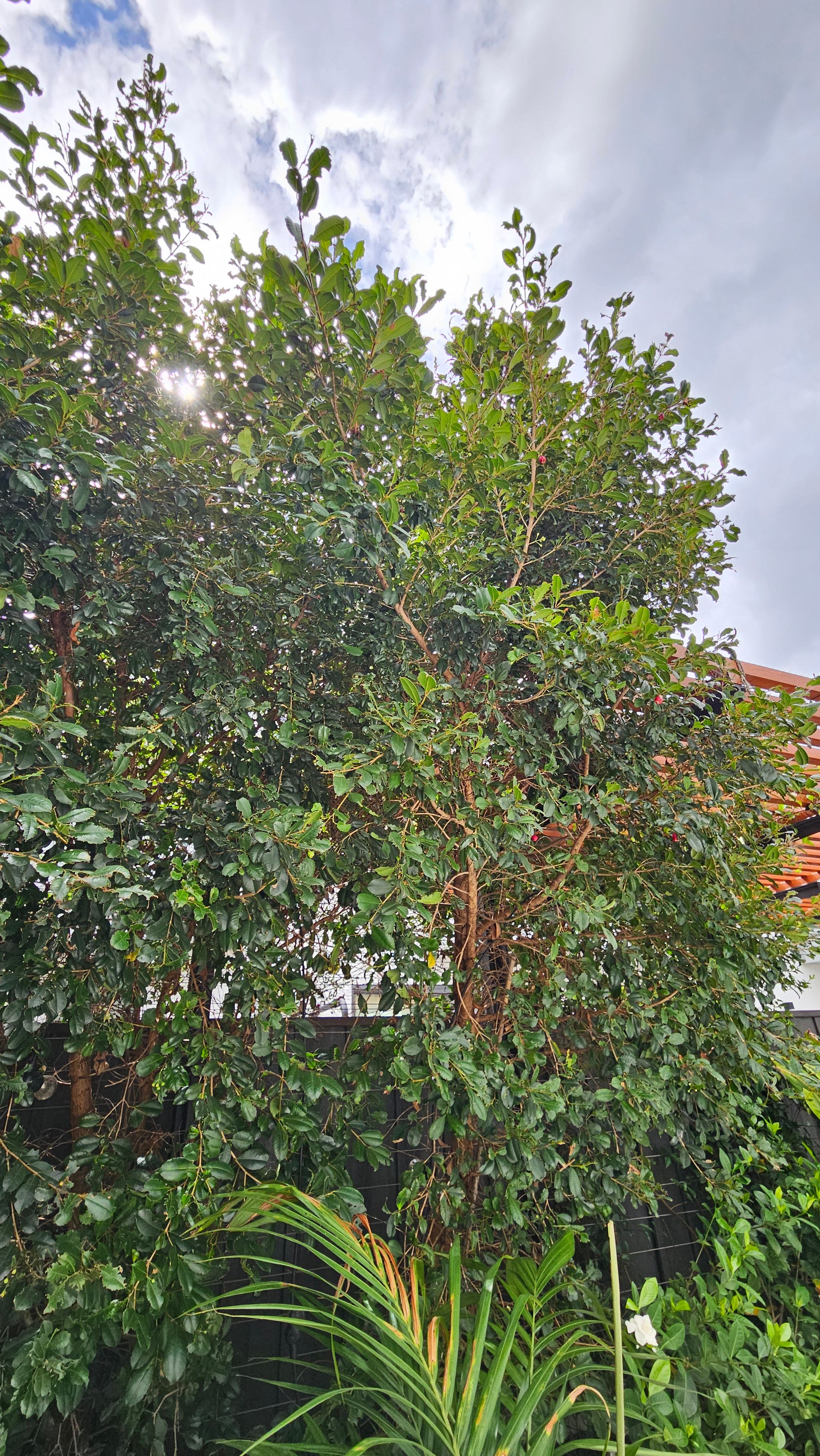 How to save Lilli Pilli branches slowly ... | Bunnings Workshop community