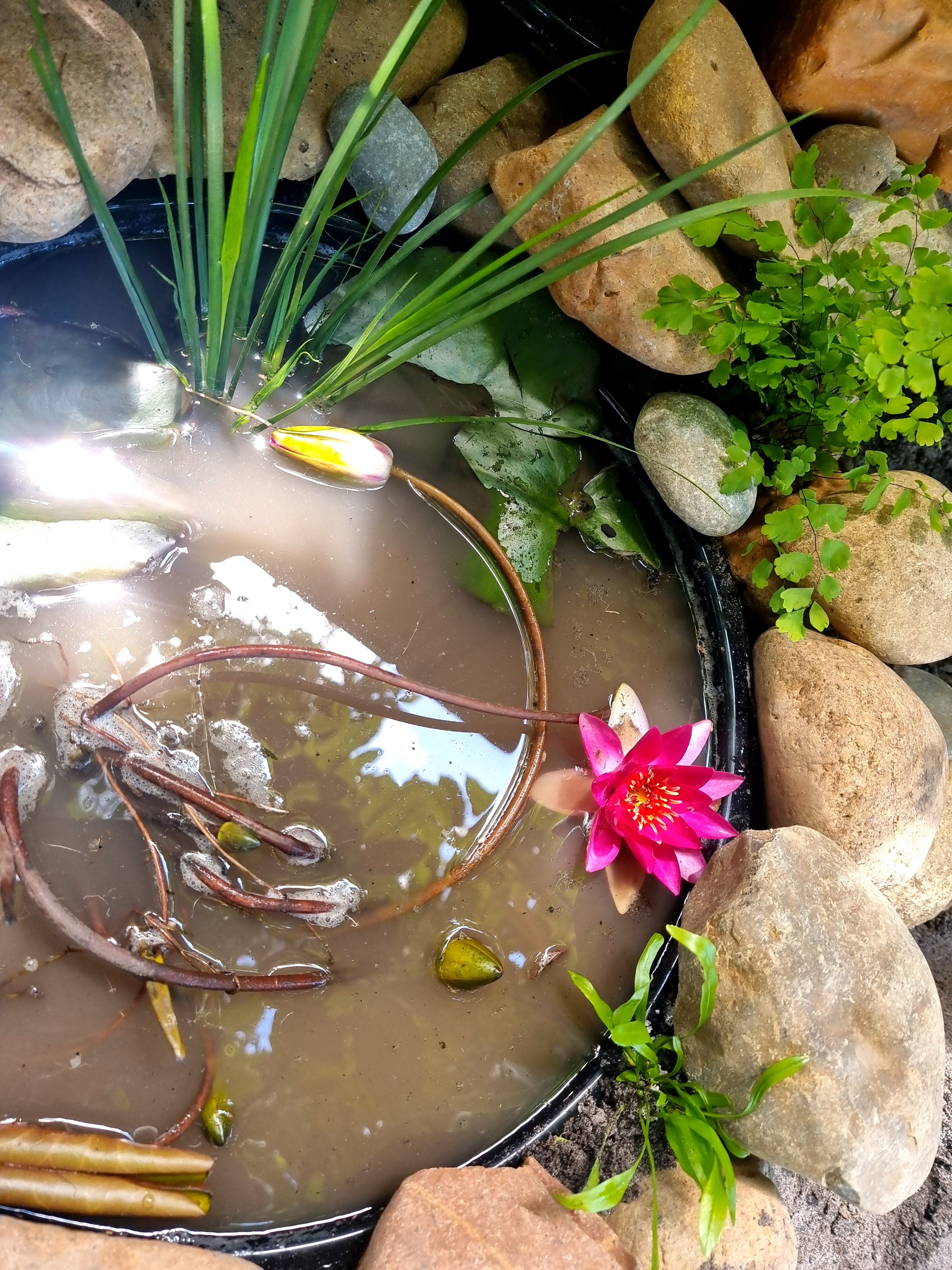 How to build a frog hotel & lily pond | Bunnings Workshop community