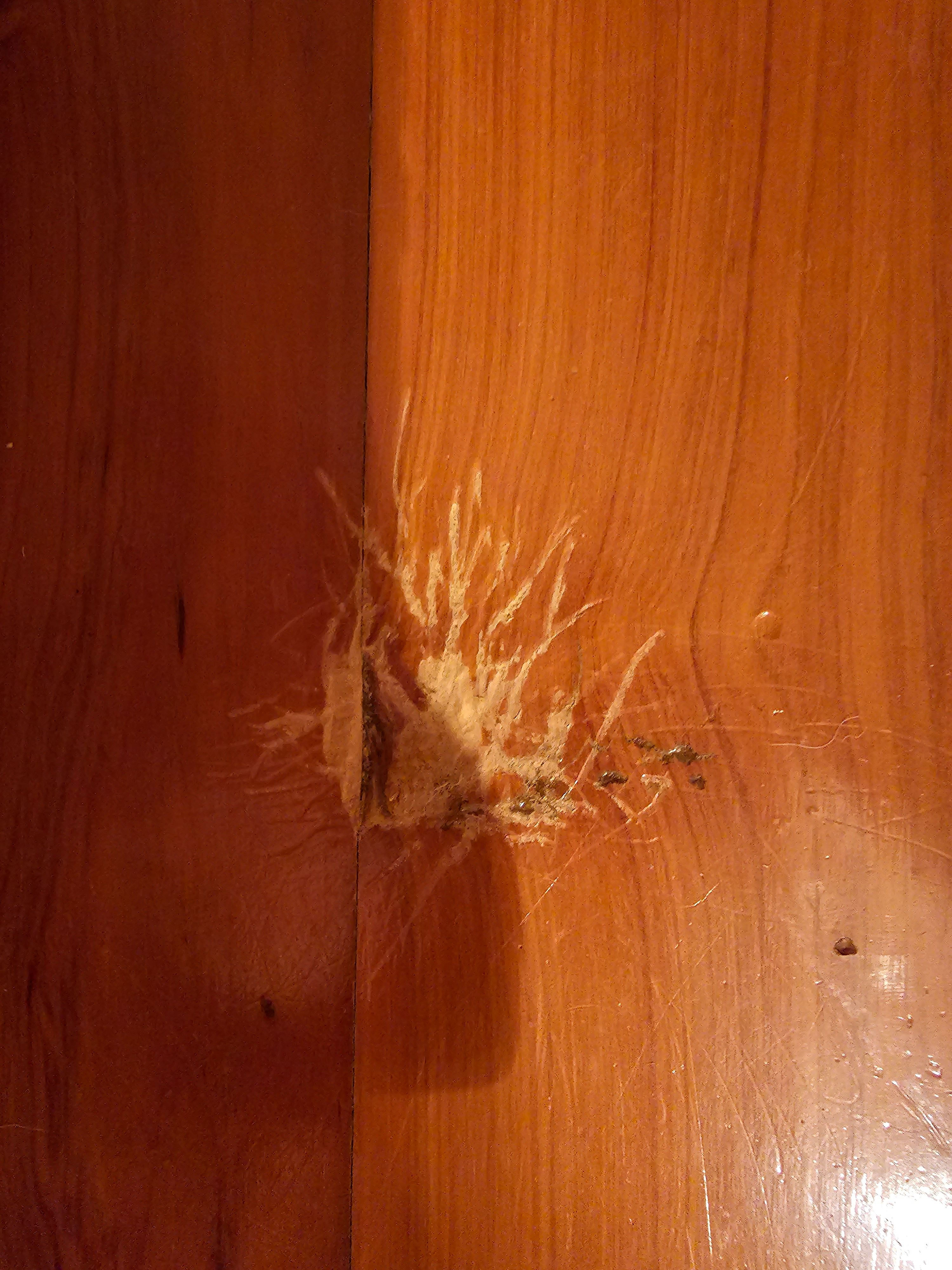 How to repair timber floorboard damage f... | Bunnings Workshop community
