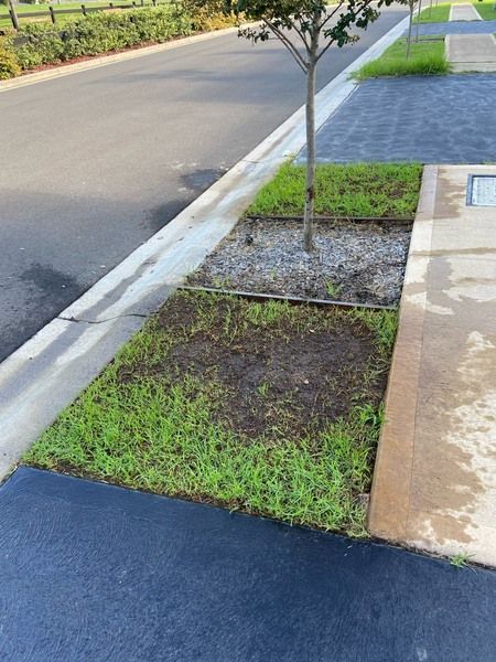 How to fix patchy lawn? | Bunnings Workshop community