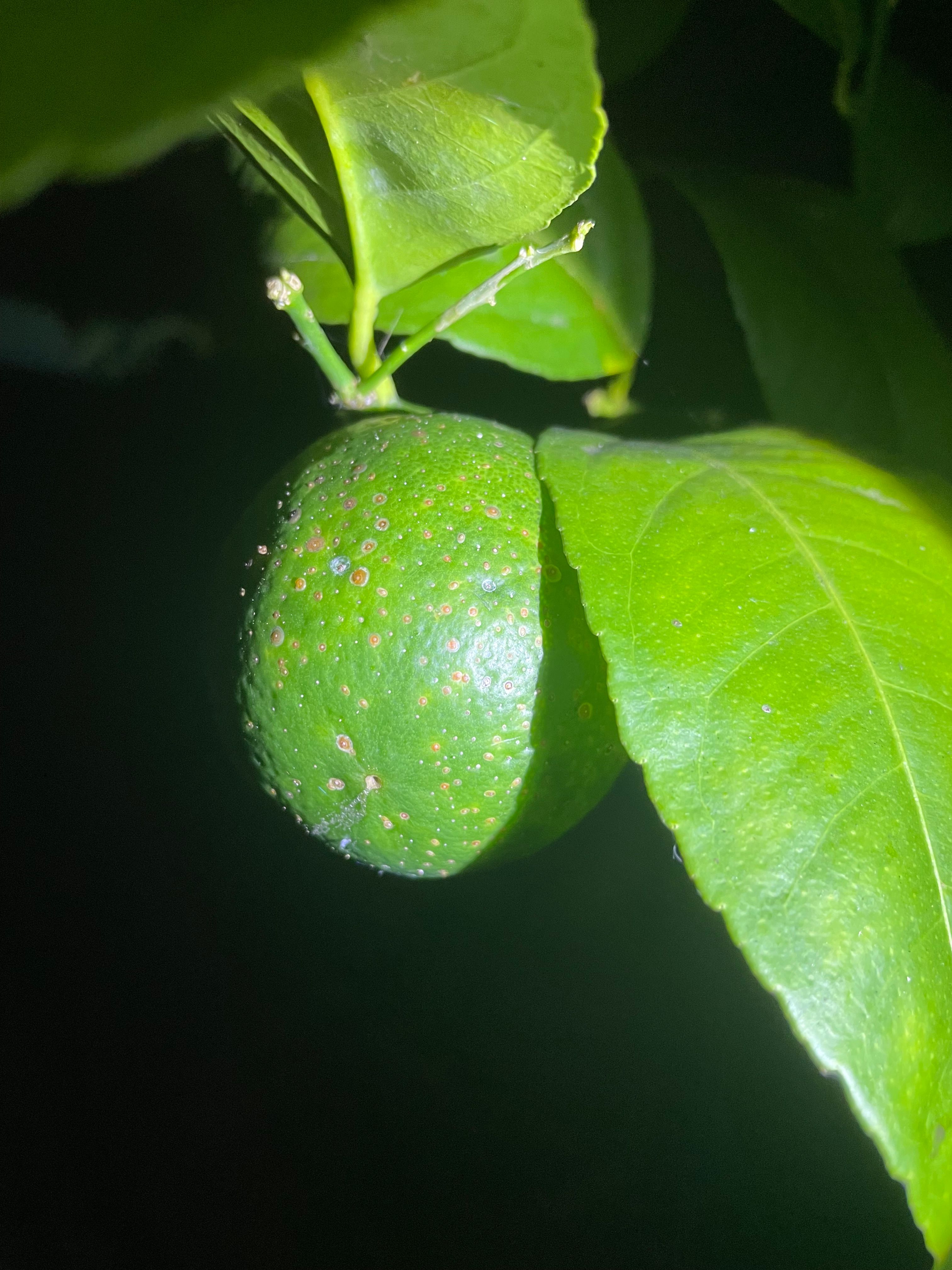 Solved: How to treat citrus tree spots? | Bunnings Workshop community