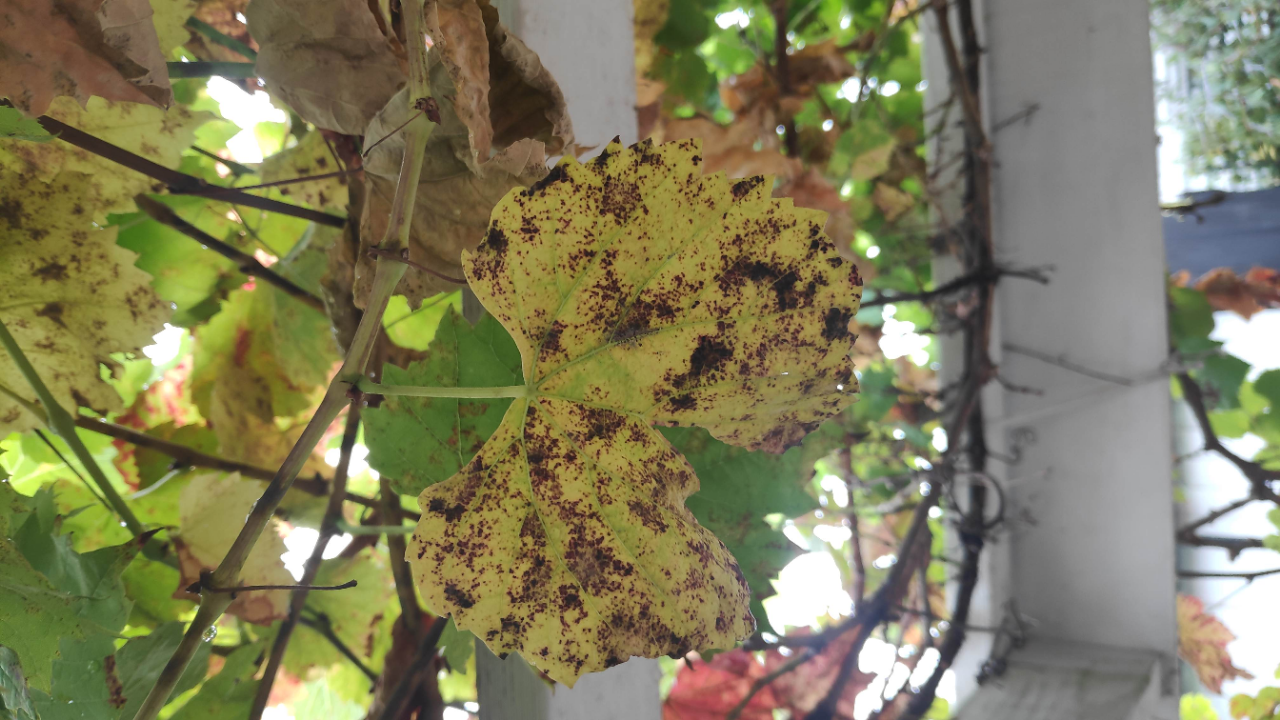 How to fix a sick grape vine with red le... | Bunnings Workshop community