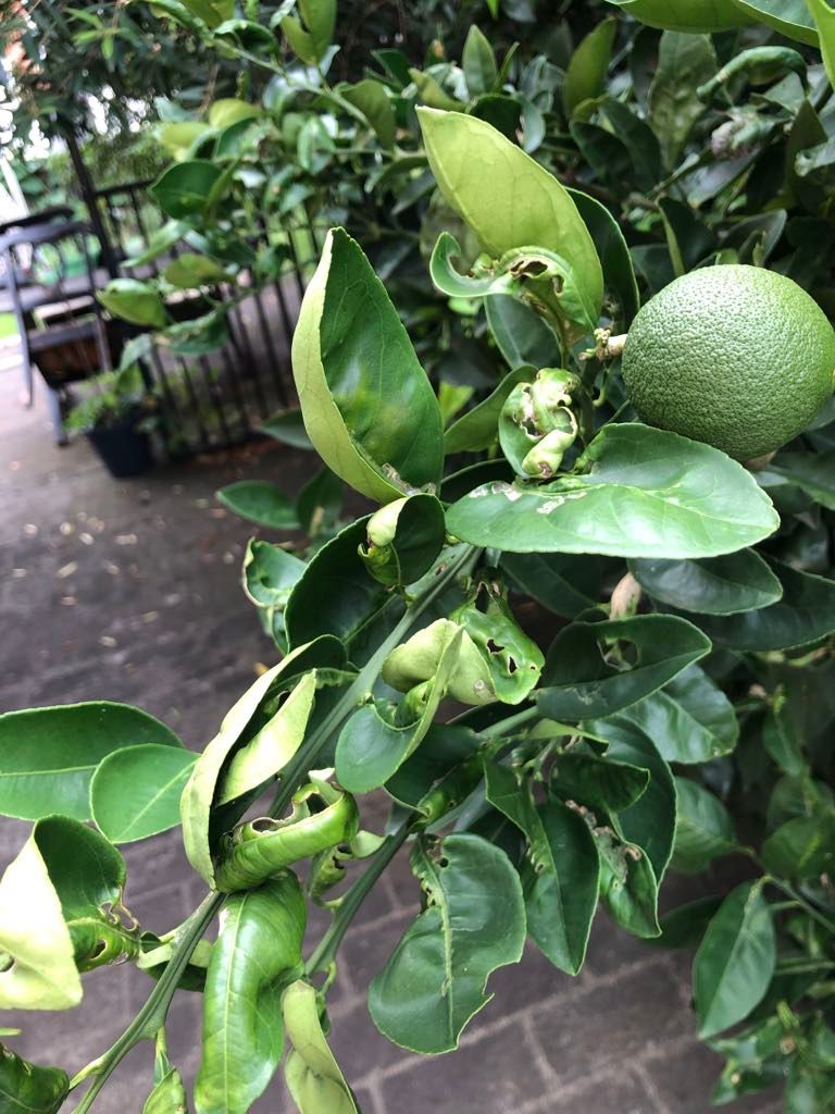 What to do about citrus tree disease? | Bunnings Workshop community
