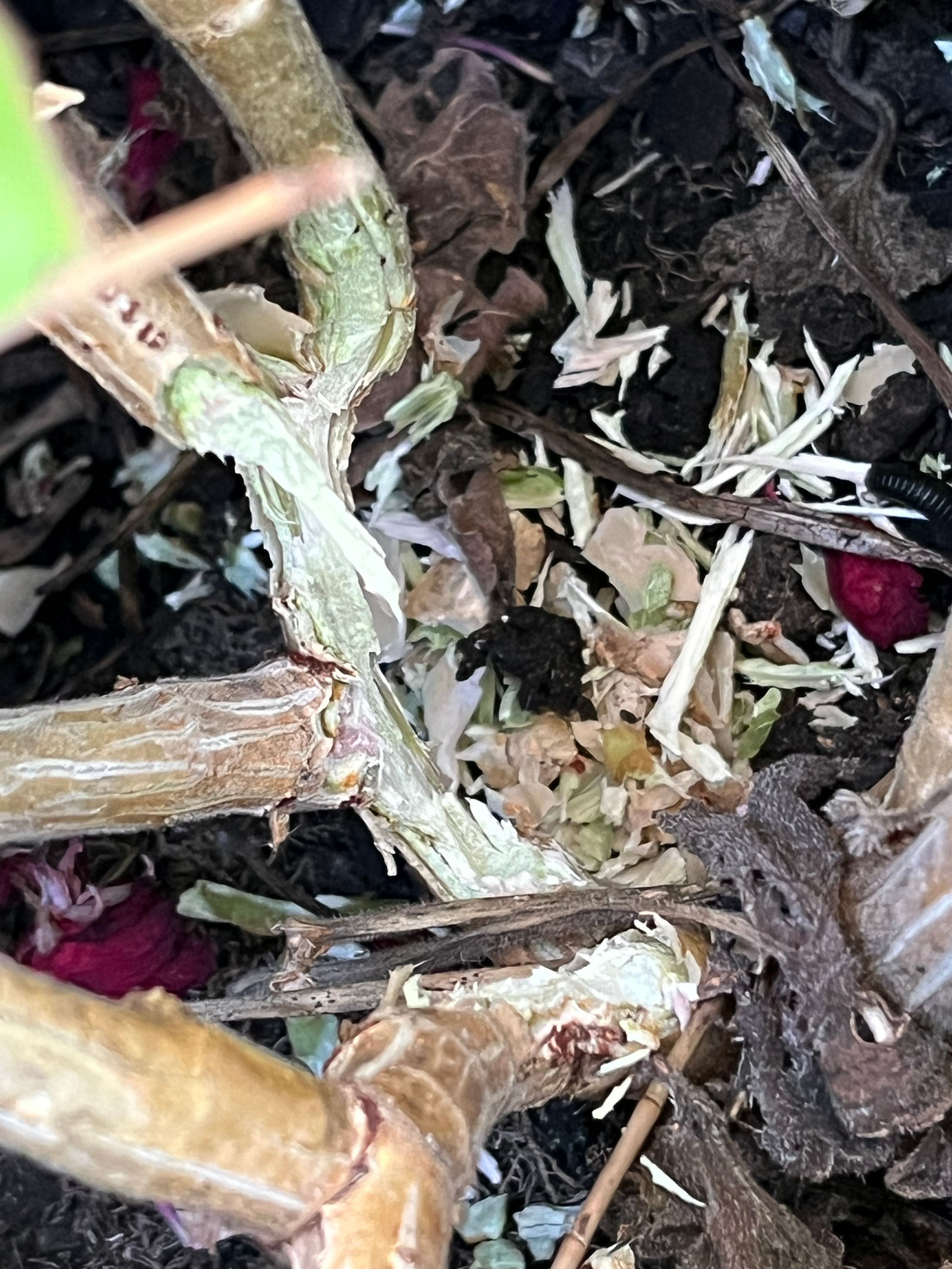 What is chewing up my geranium stems? | Bunnings Workshop community