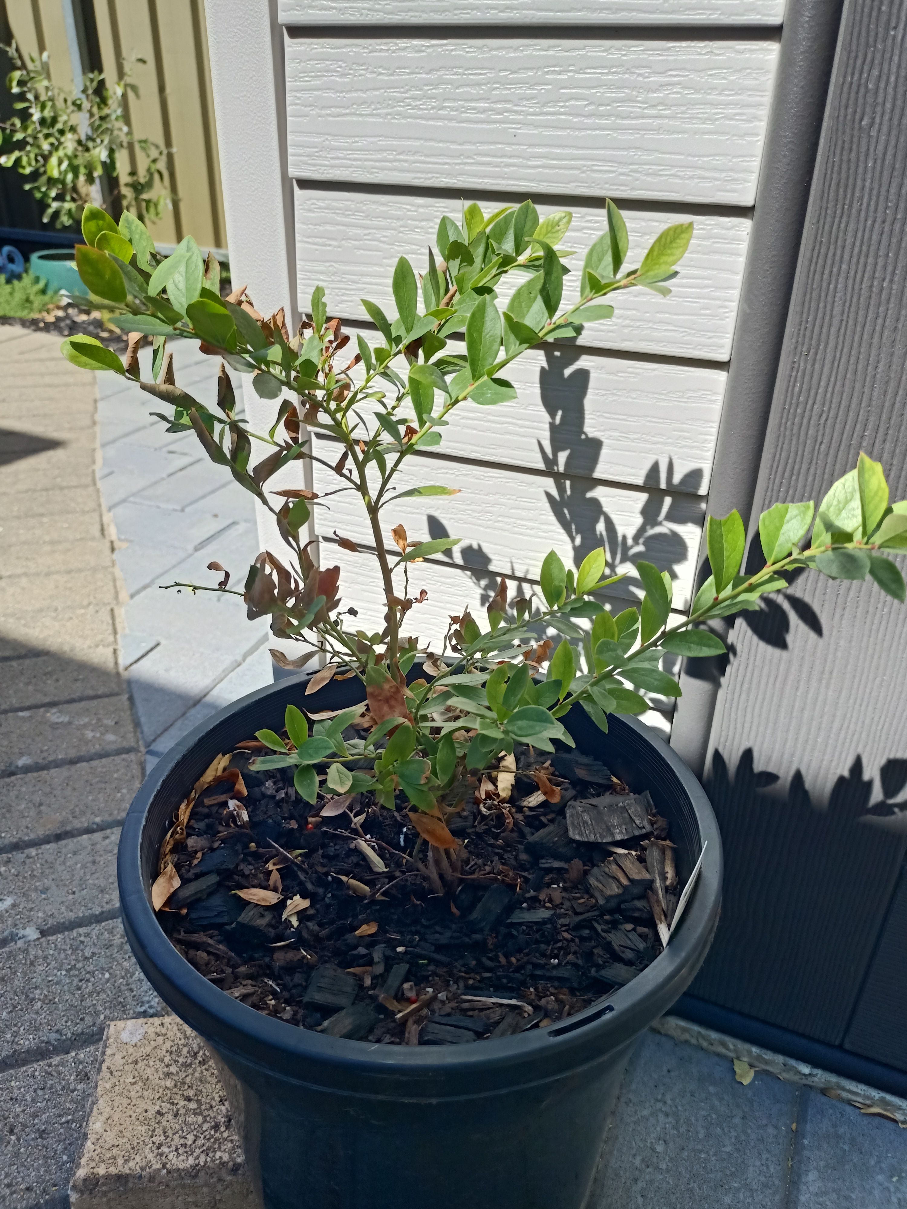 How to save sick or dying biloxi blueber... | Bunnings Workshop community