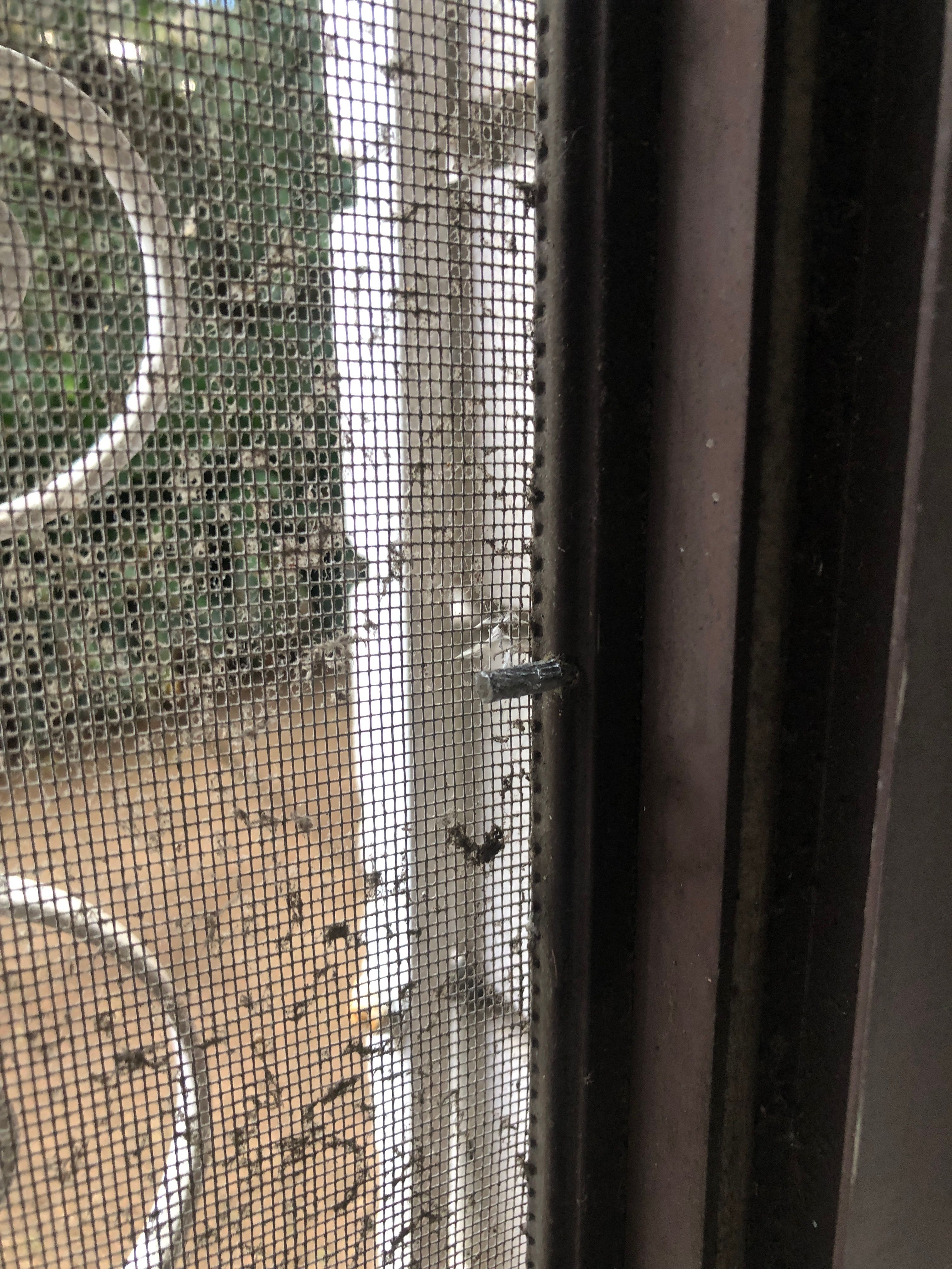 How do i remove stuck fly screen with sp... | Bunnings Workshop community