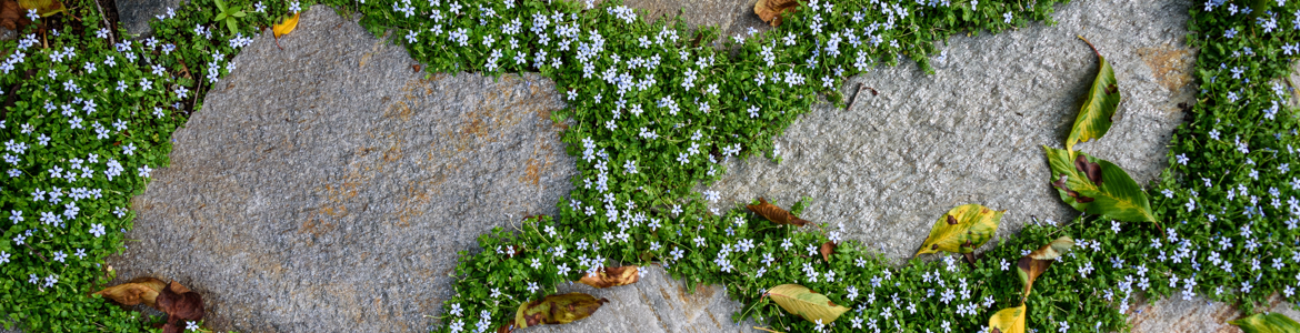 How to choose ground cover for your gard... | Bunnings Workshop community