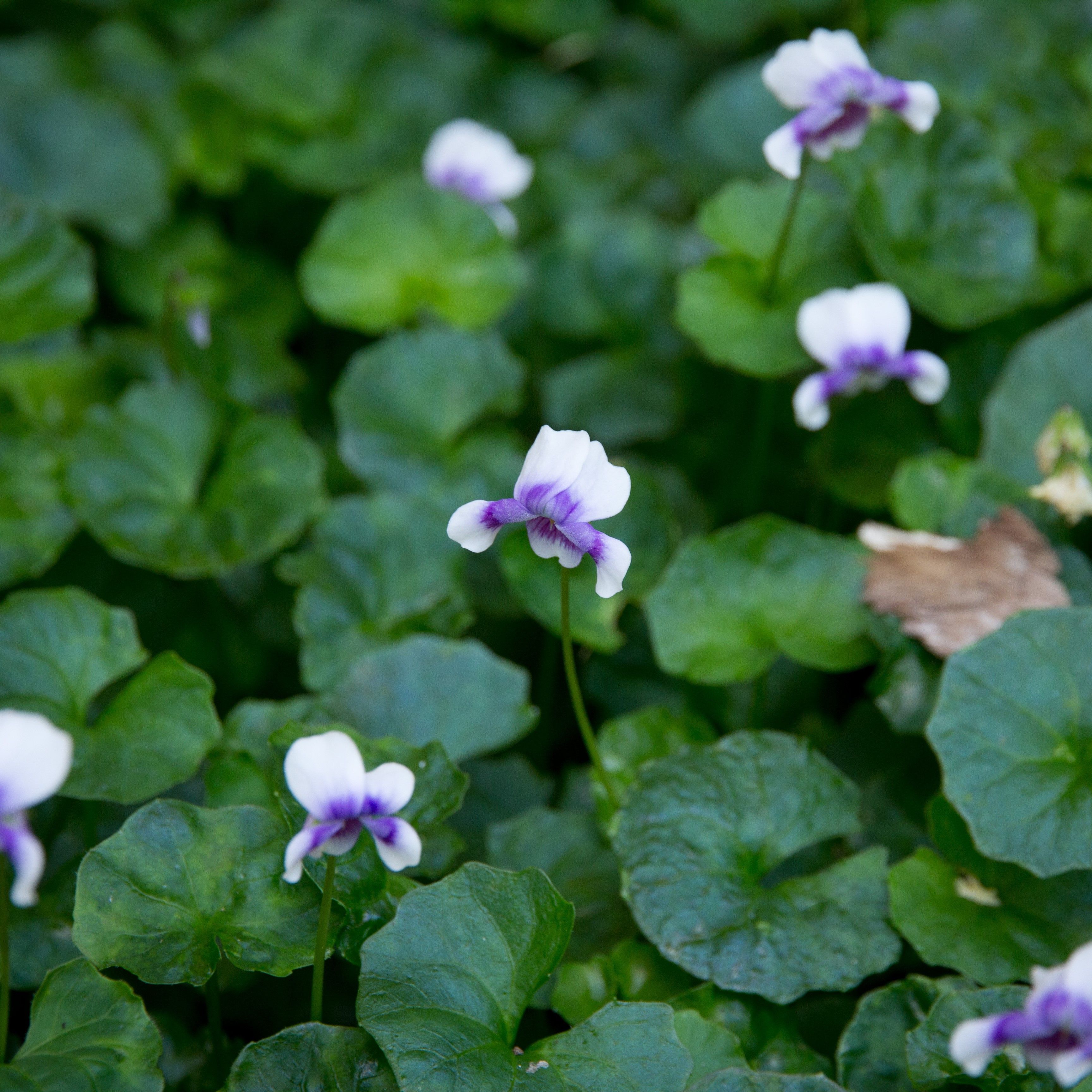 How to choose ground cover for your gard... | Bunnings Workshop community