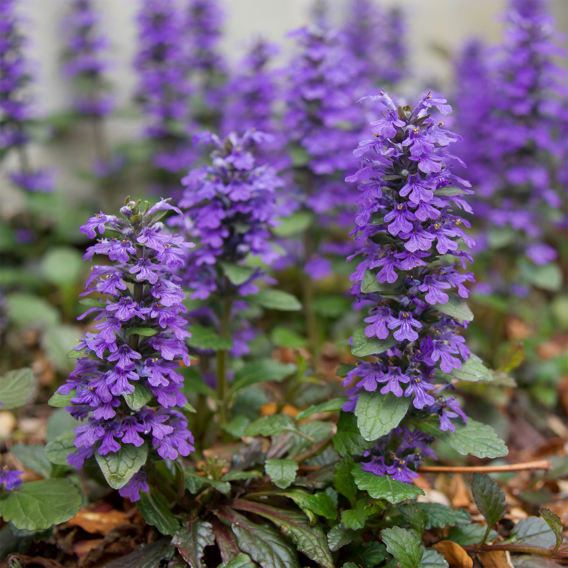 How to choose ground cover for your gard... | Bunnings Workshop community