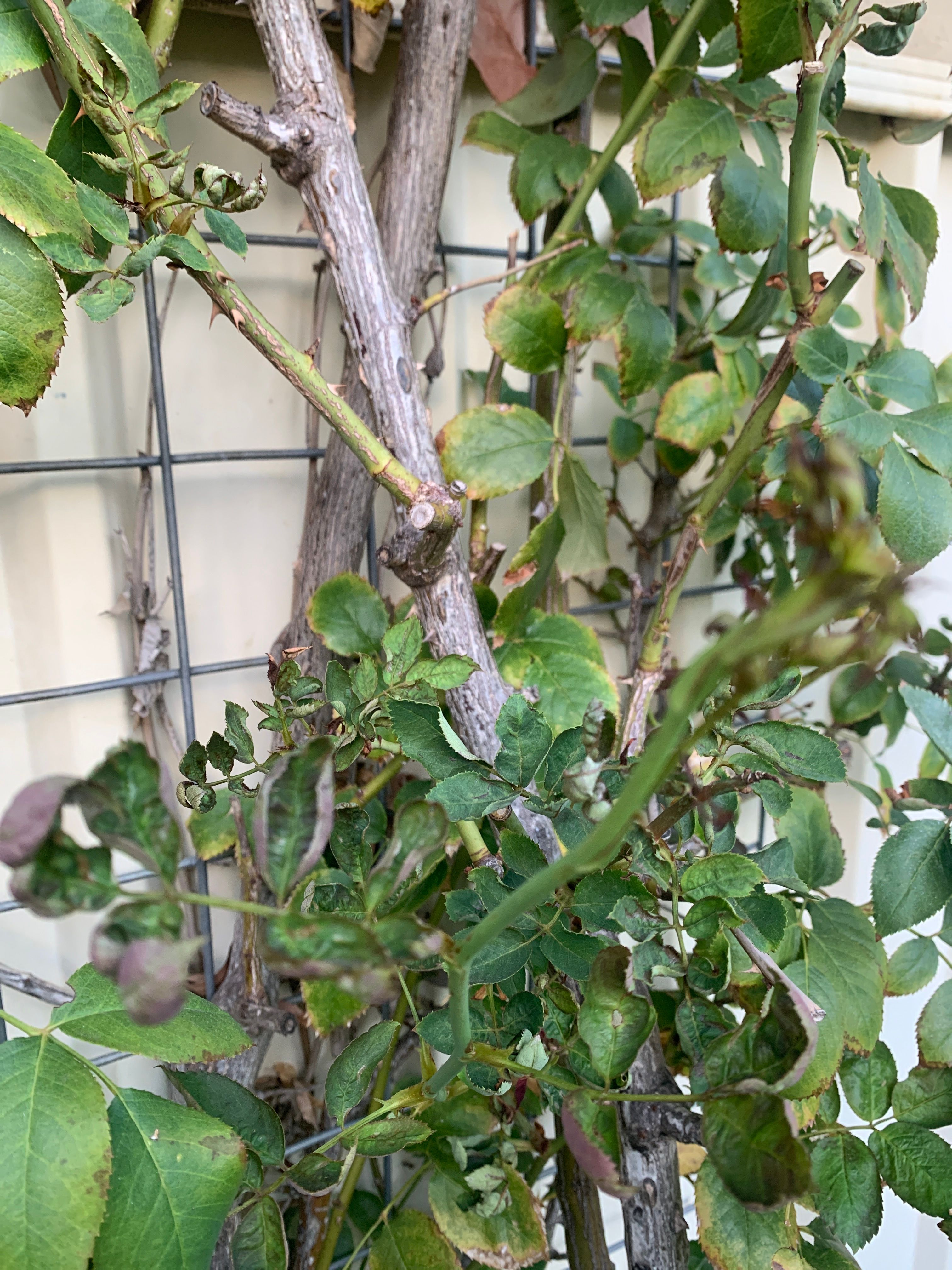 How to cure leaf curling issue with rose... | Bunnings Workshop community