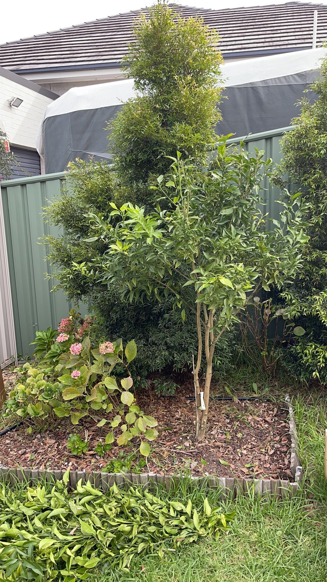 Solved: Why is my mandarin tree not flowering? - Page 2 | Bunnings ...
