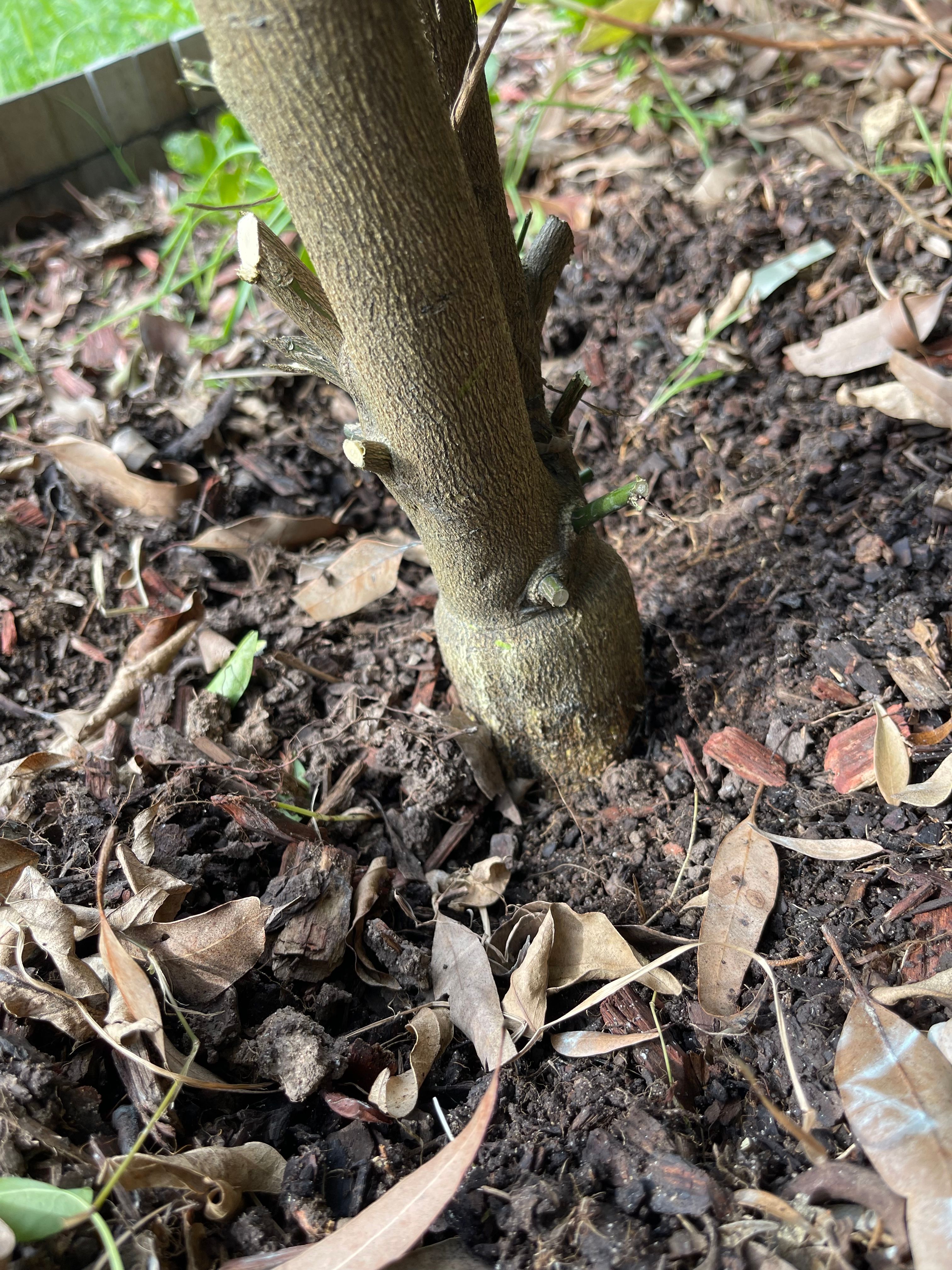 Solved: Why is my mandarin tree not flowering? | Bunnings Workshop ...