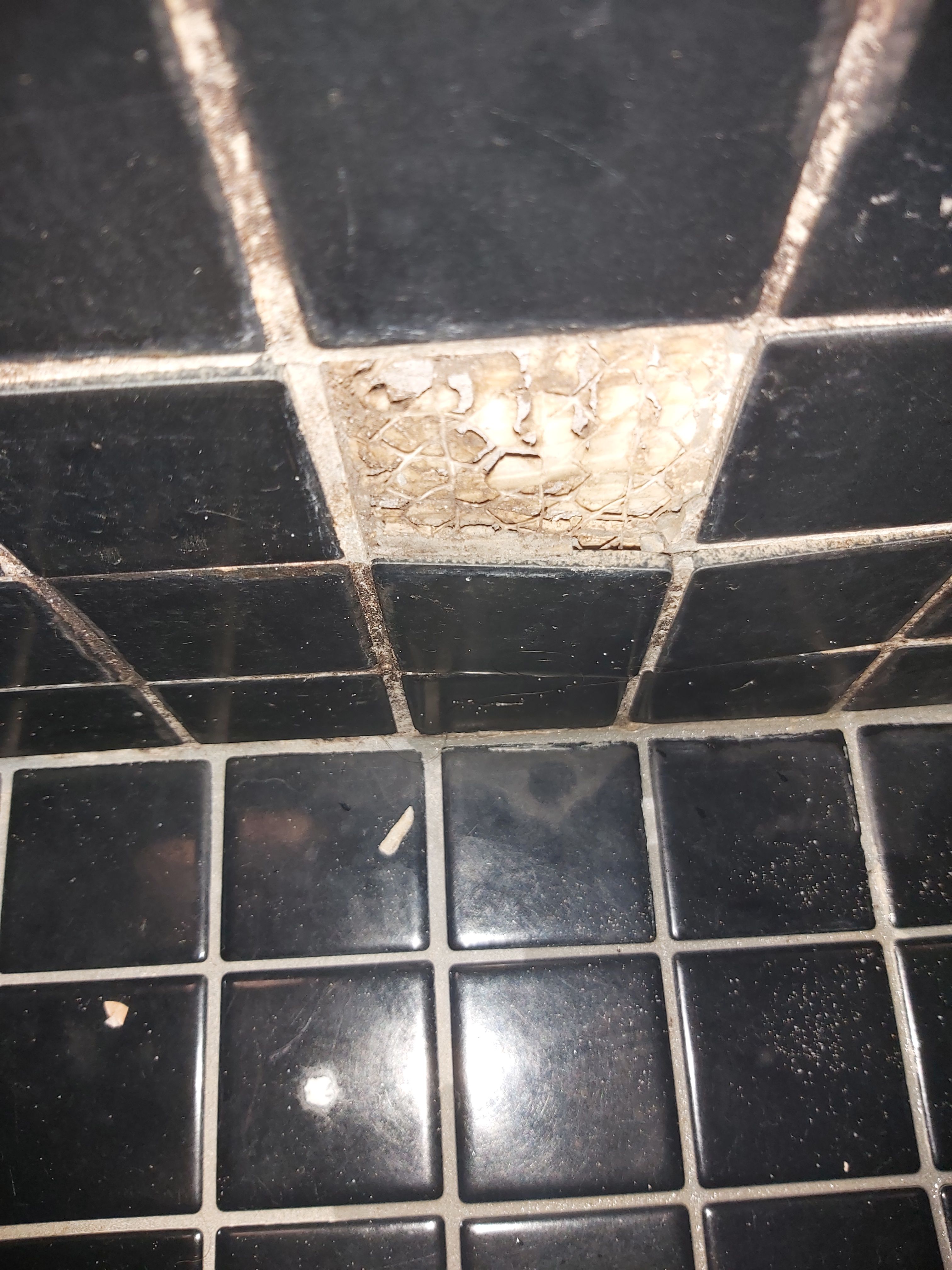 How to stick fallen tiles back onto show... | Bunnings Workshop community