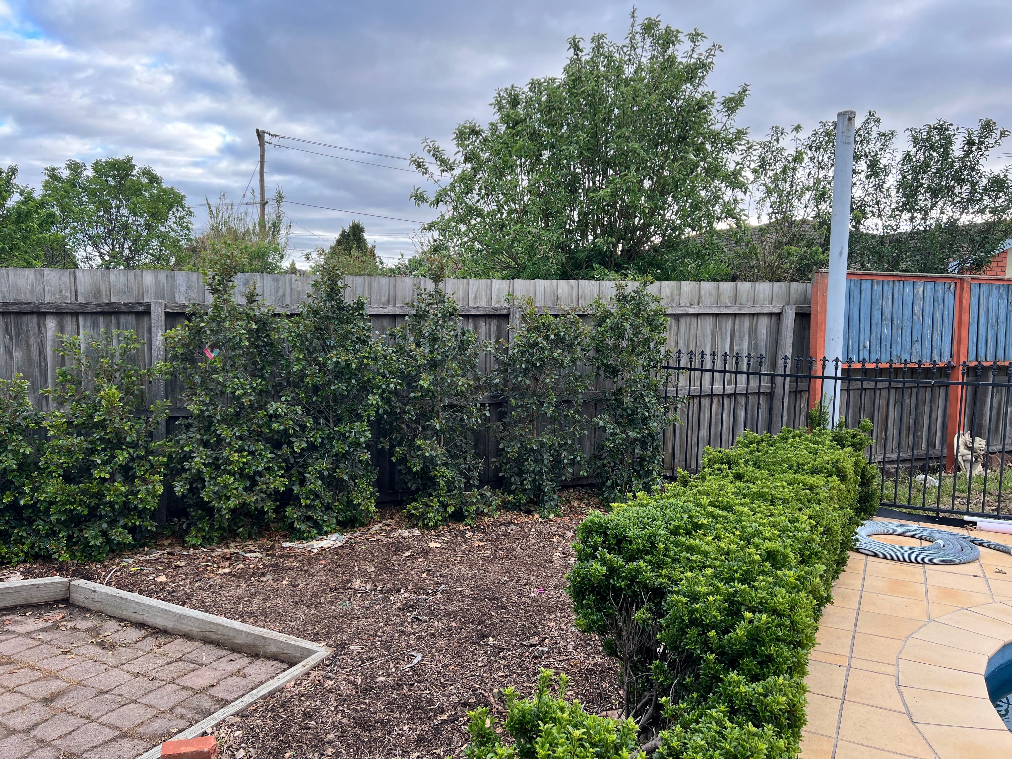 How to diagnose and revive a sick lilly ... | Bunnings Workshop community