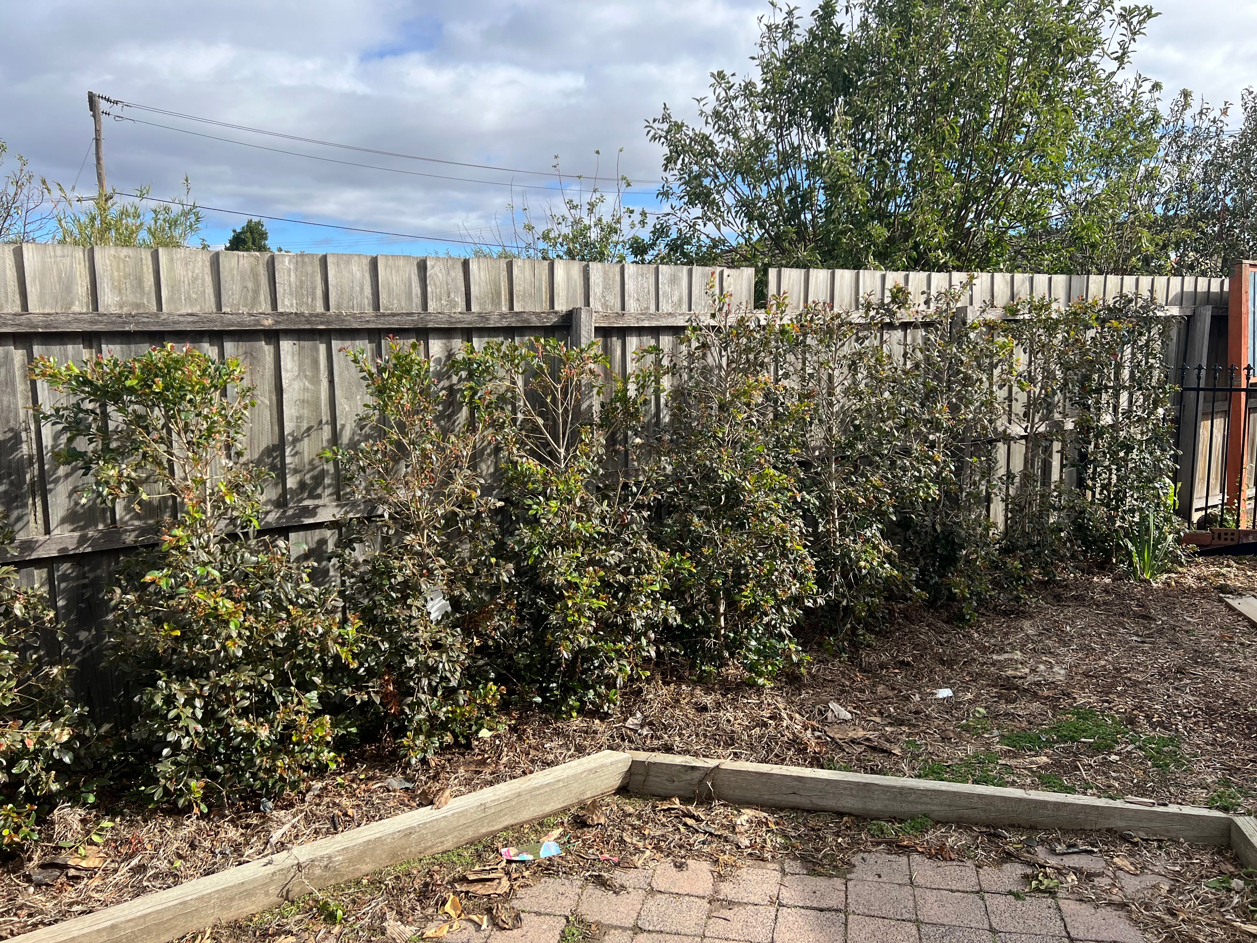 How to diagnose and revive a sick lilly ... | Bunnings Workshop community