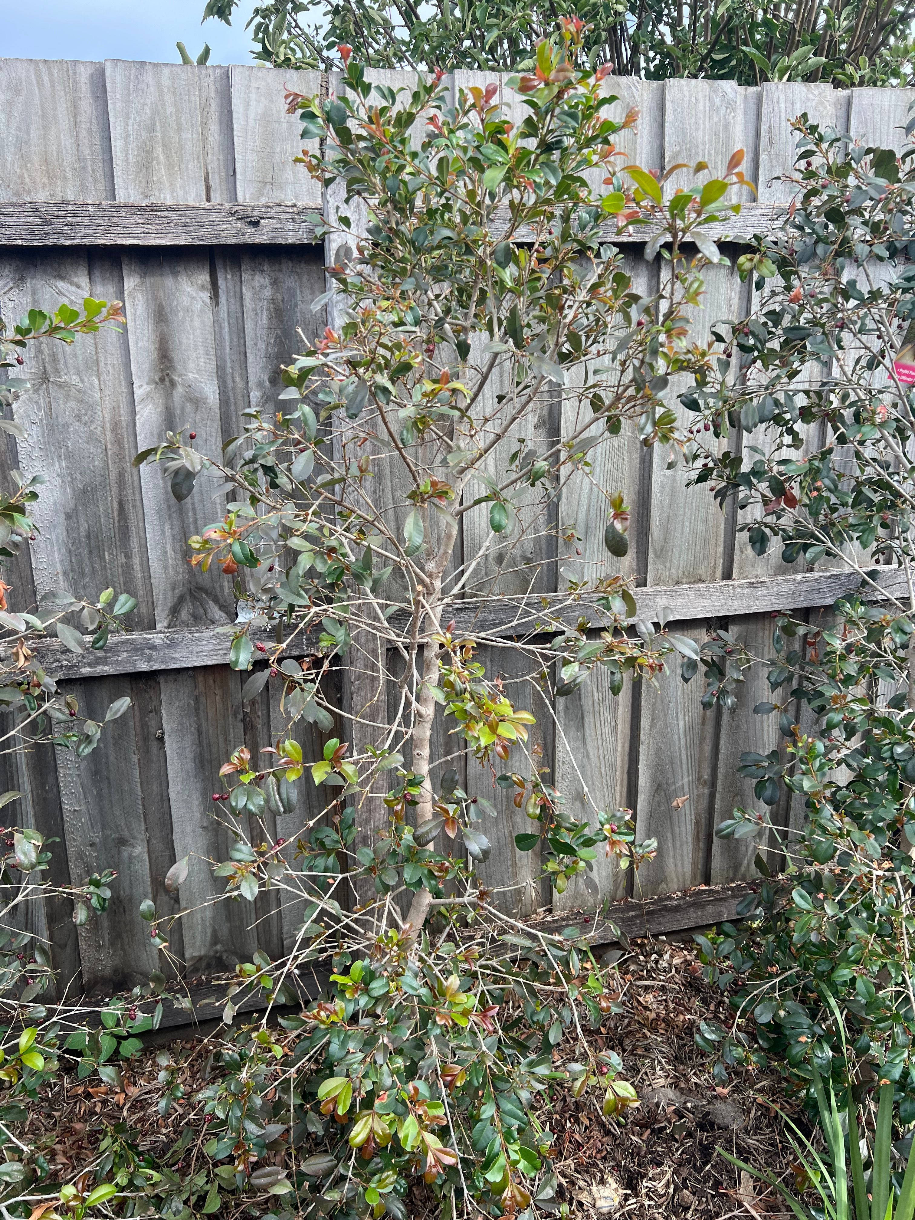 How to diagnose and revive a sick lilly ... | Bunnings Workshop community