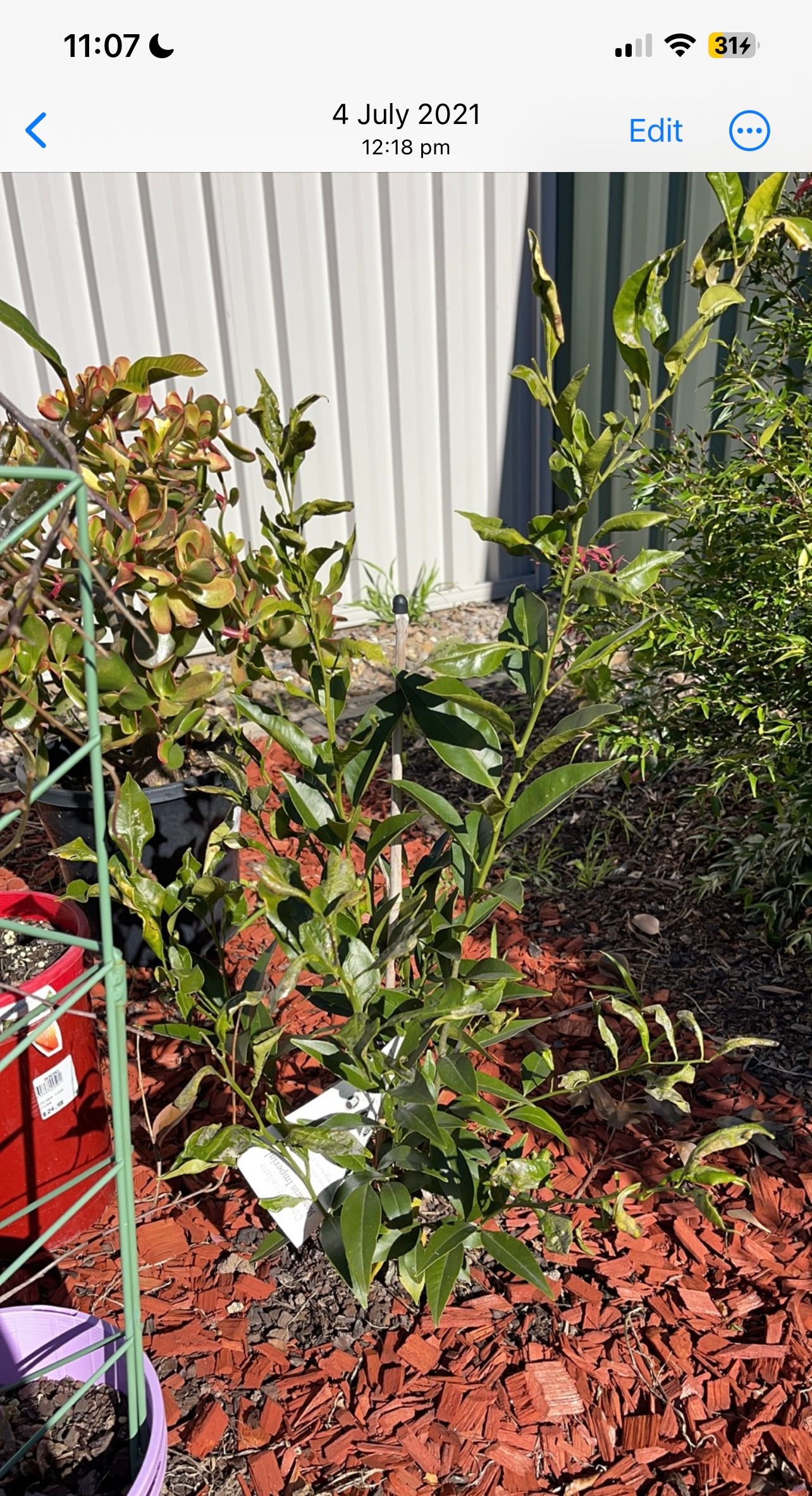 Solved: Why is my mandarin tree not flowering? | Bunnings Workshop ...