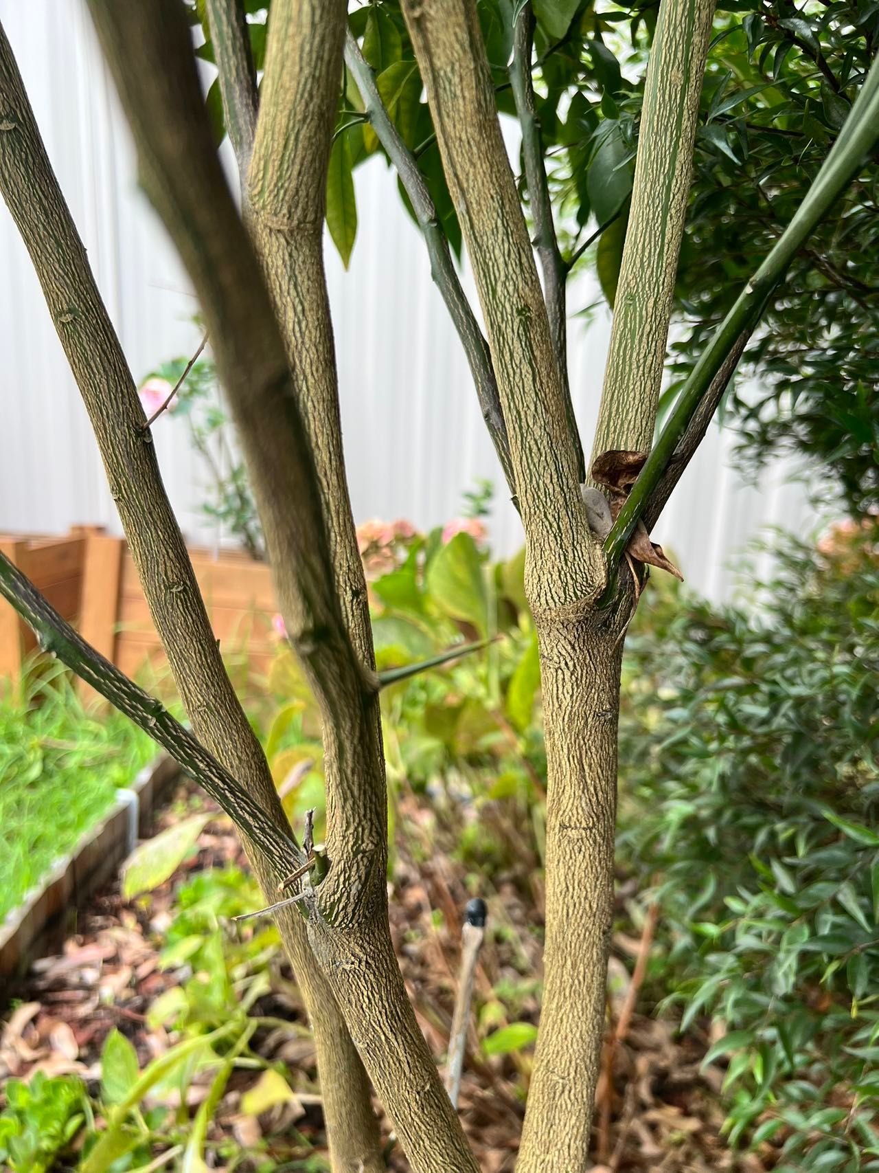 Solved: Why is my mandarin tree not flowering? | Bunnings Workshop ...