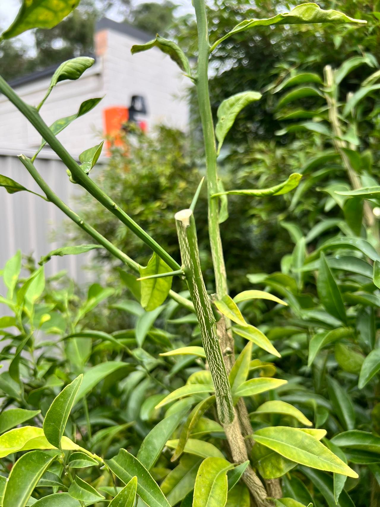 Solved: Why is my mandarin tree not flowering? | Bunnings Workshop ...