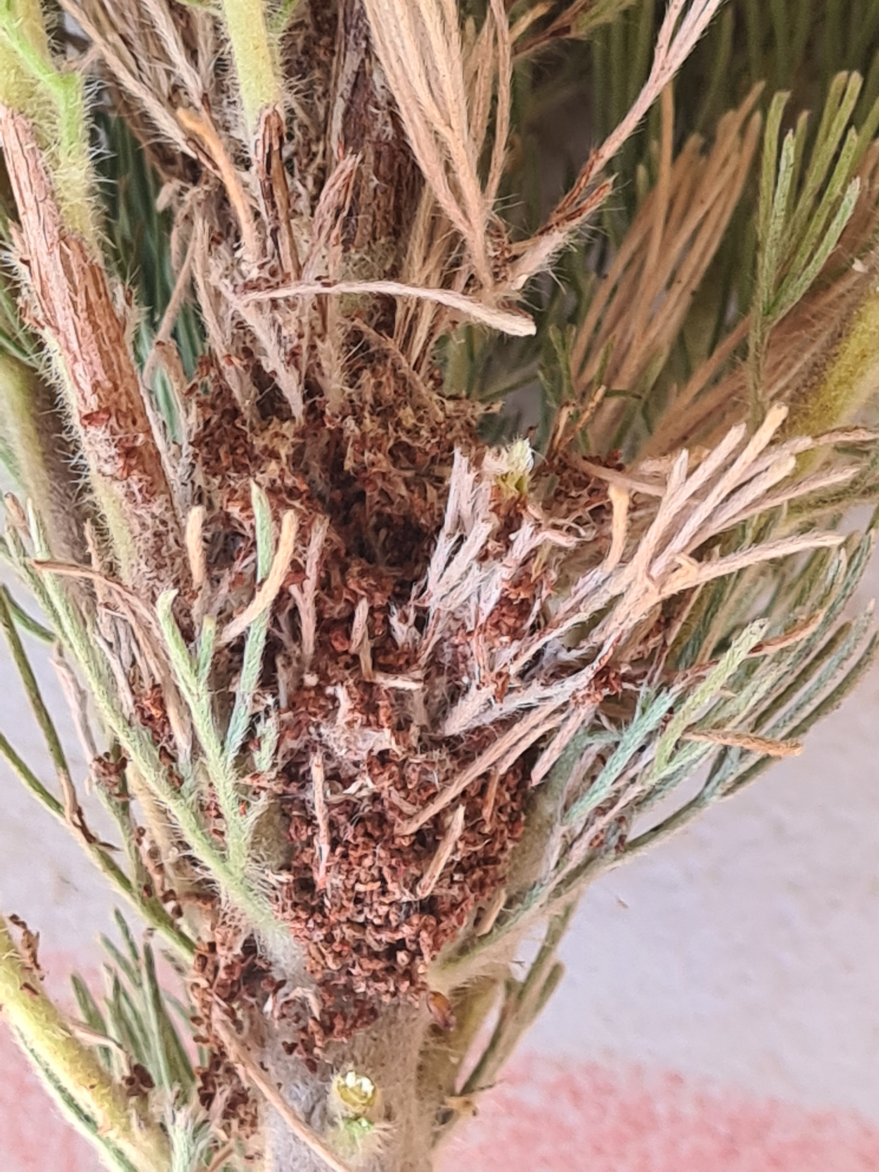 How to save my Albany Woolly bush? | Bunnings Workshop community