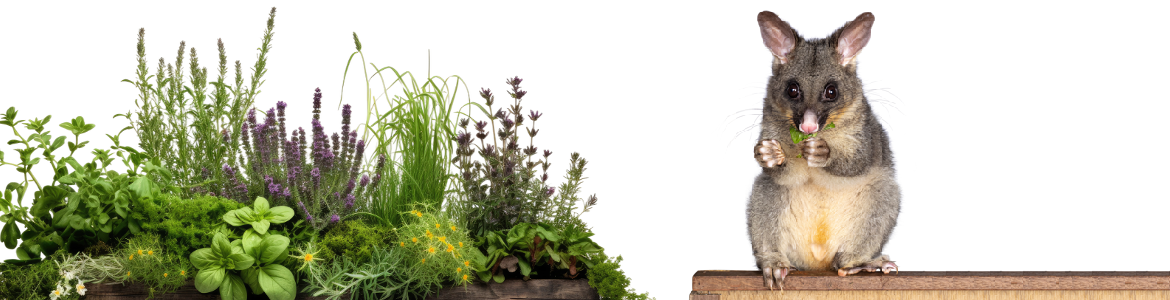 How to protect your plants from possums | Bunnings Workshop community