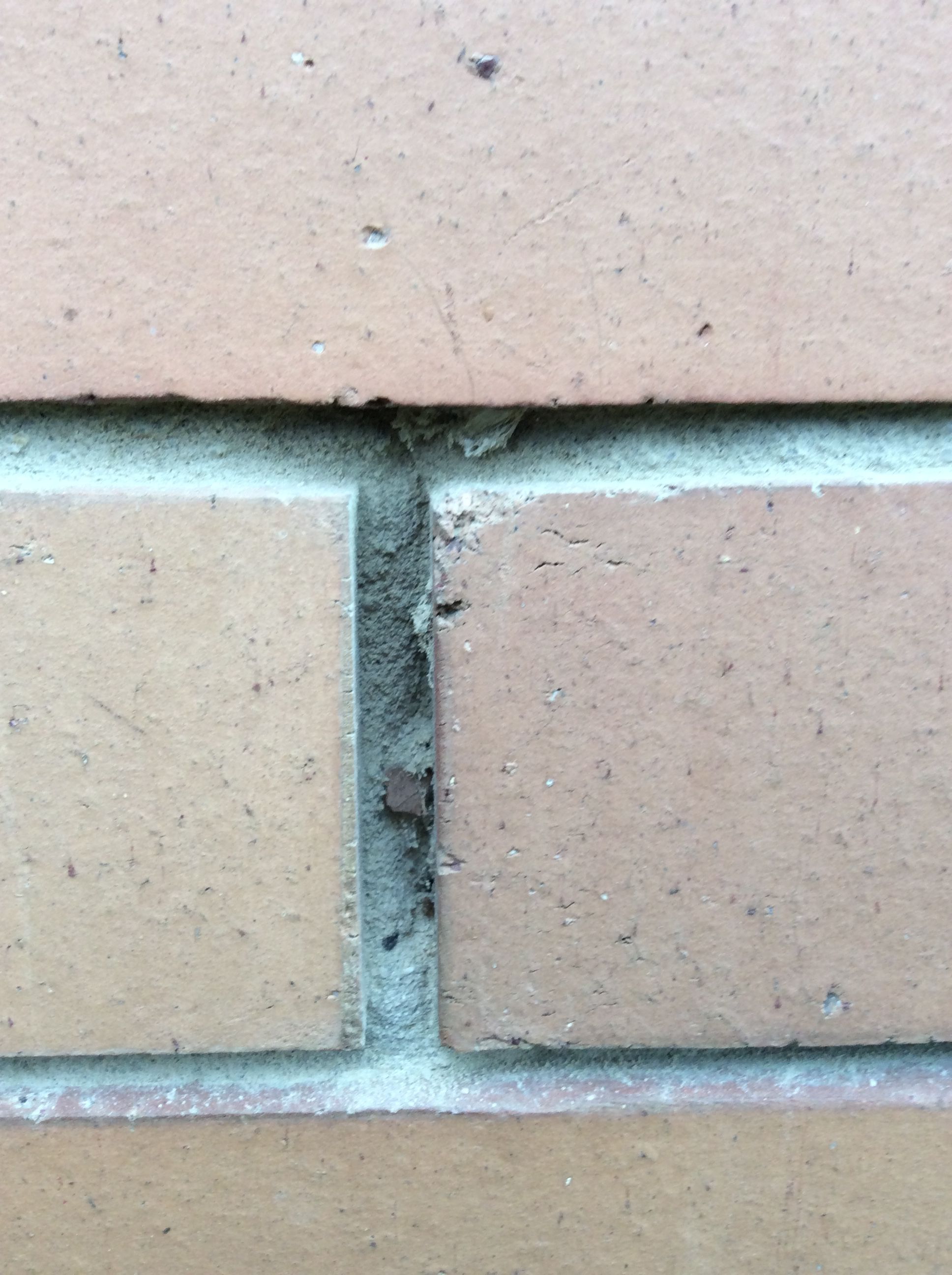 How to fix holes and bugs in brick morta... | Bunnings Workshop community